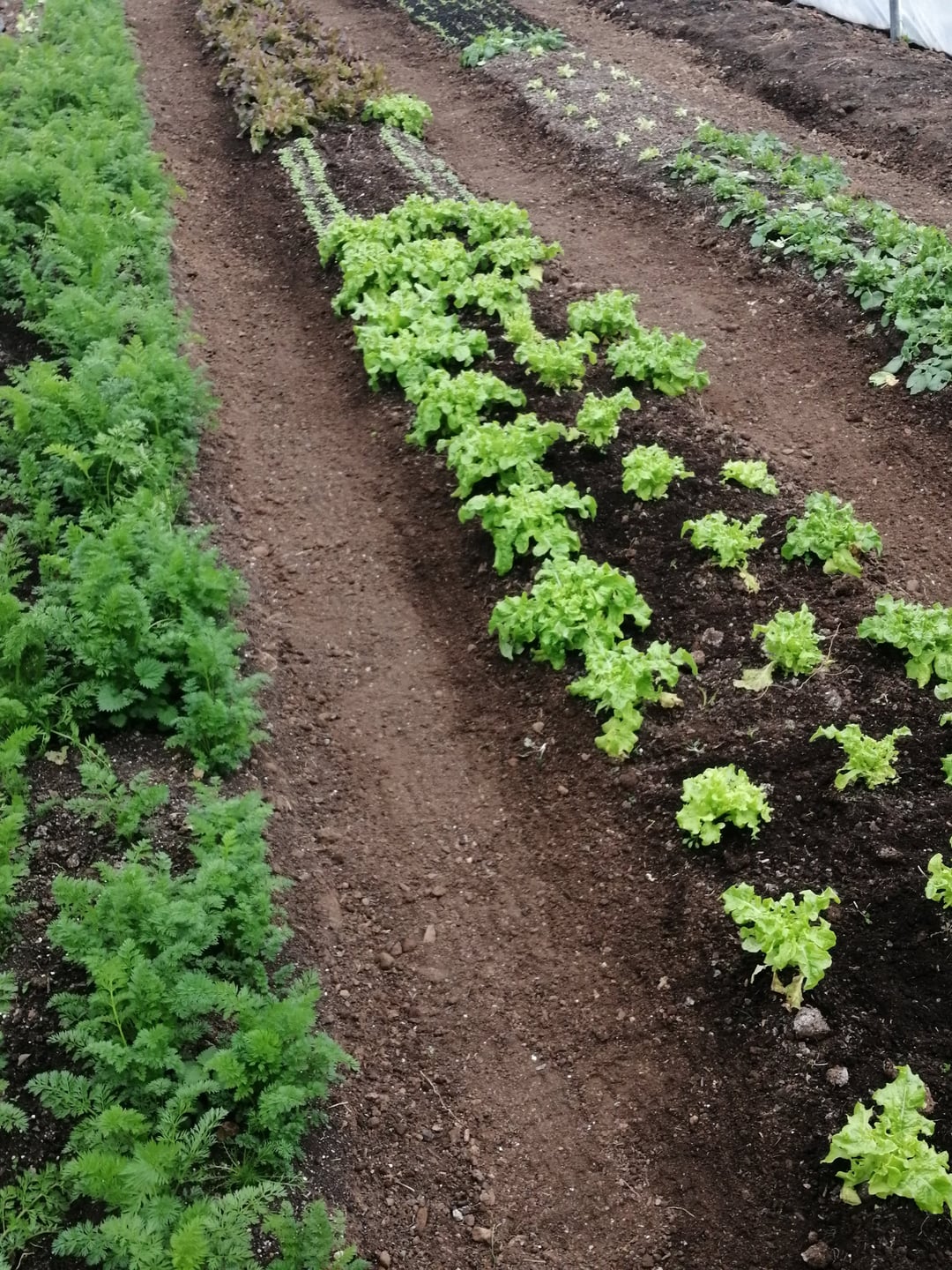 A peek inside the polytunnel. - Dining and Cooking