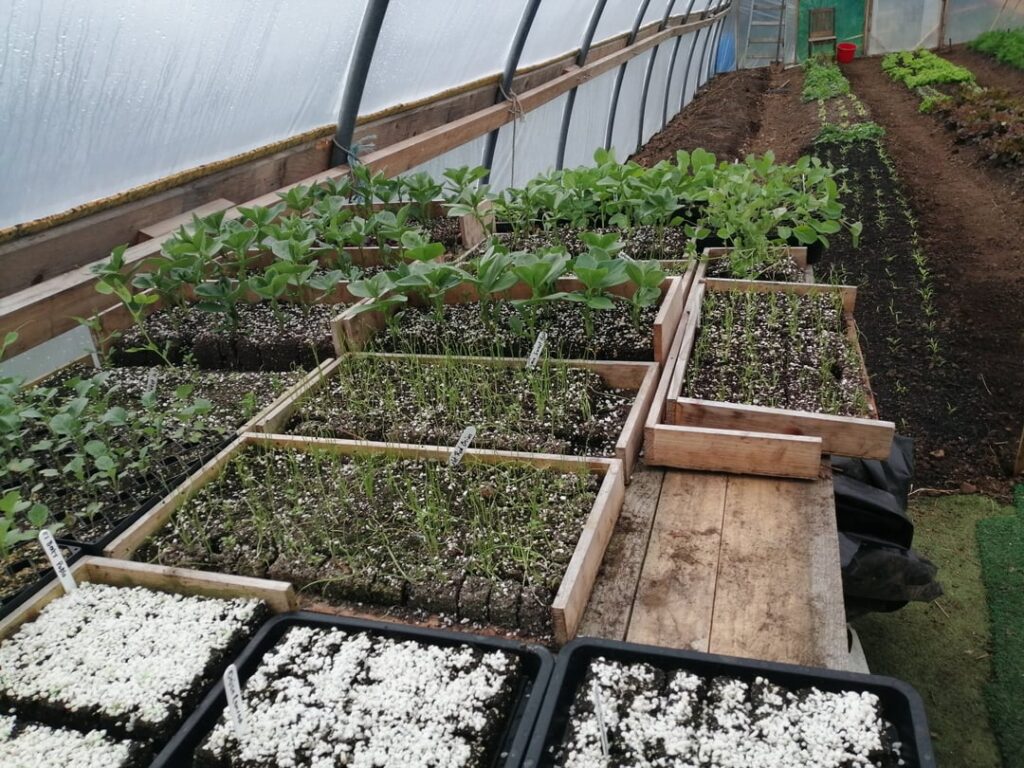 A peek inside the polytunnel. - Dining and Cooking