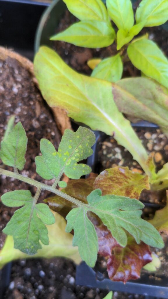 What causes these pox on my tomato seedling leaves? - Dining and Cooking