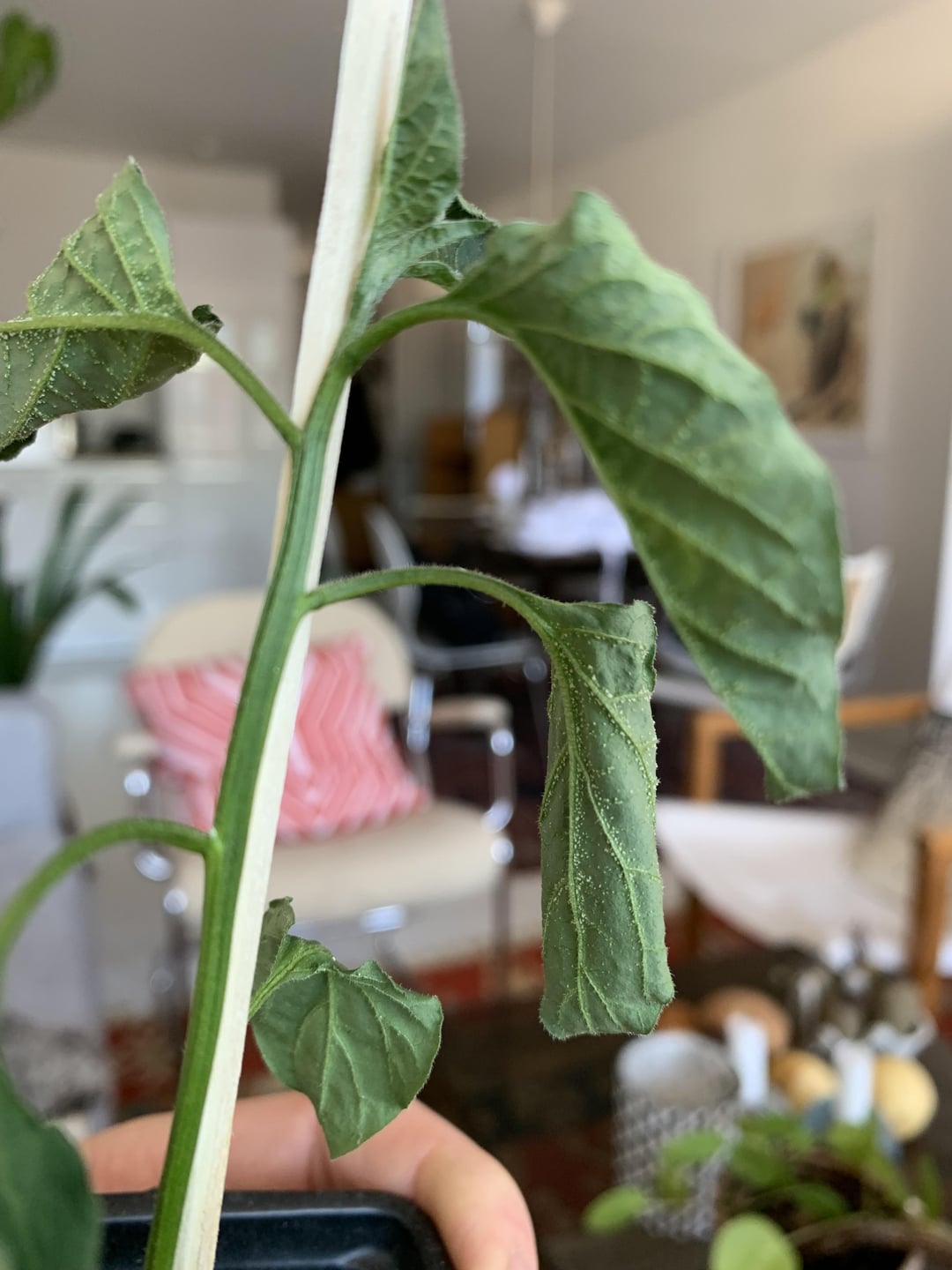Jamaican Bell pepper started drooping and also noticed some spots under ...