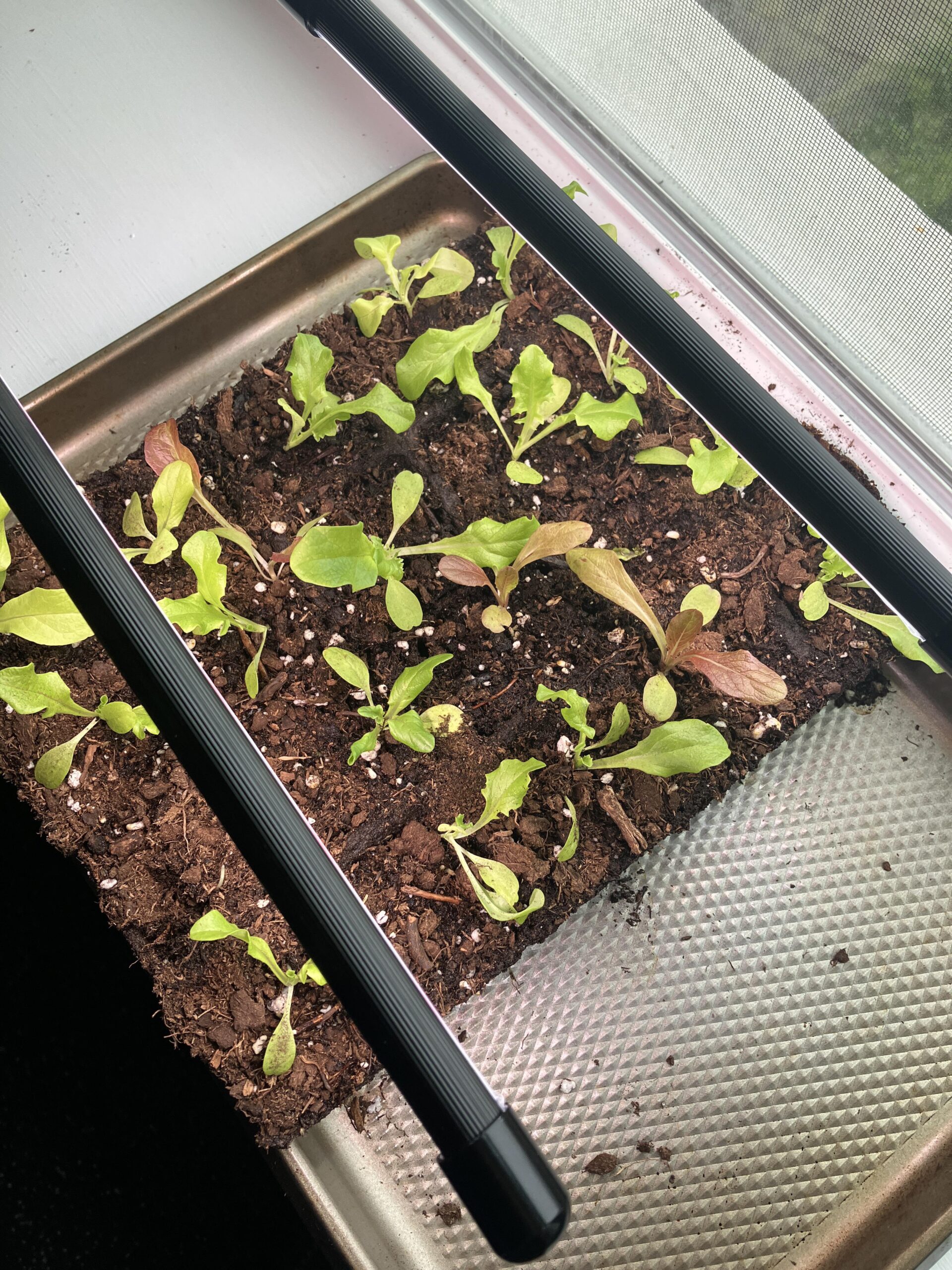 Lettuce looks small after 3 weeks do I need to start over - Dining and ...