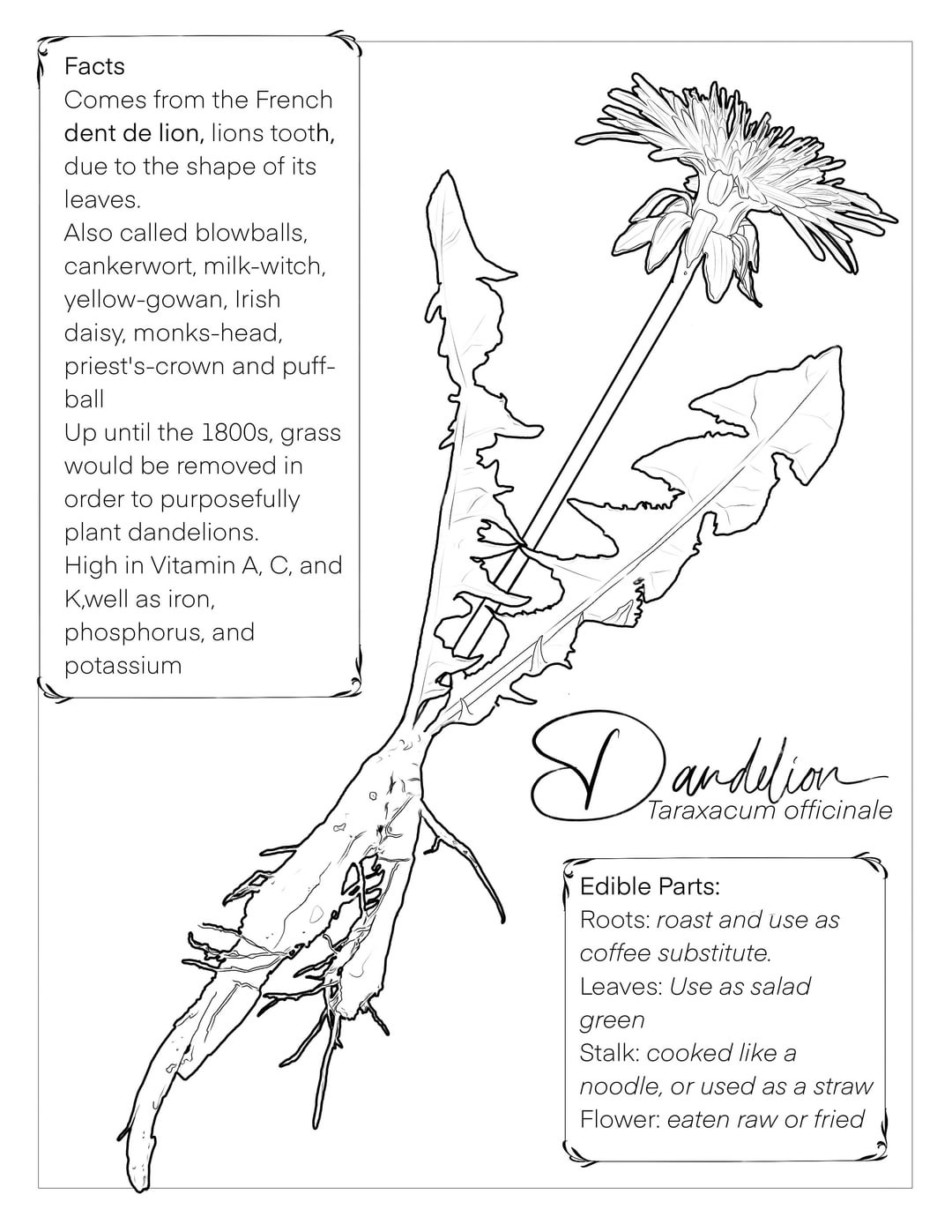 Edible weed coloring book/foraging guide - Dining and Cooking