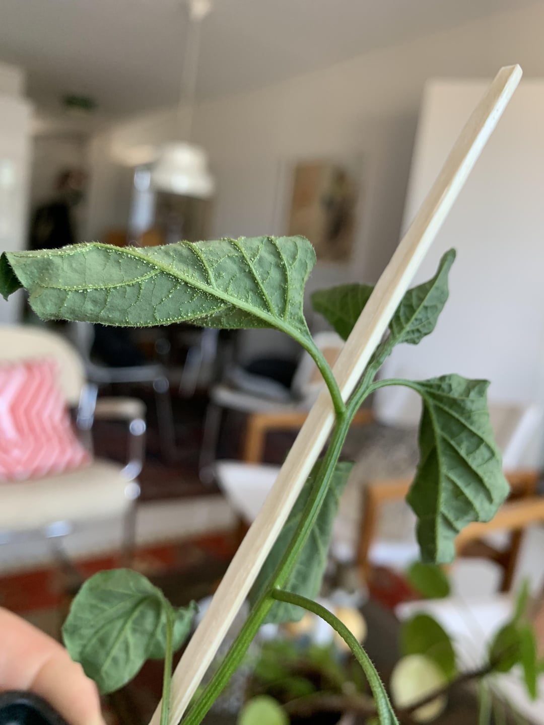 Jamaican Bell pepper started drooping and also noticed some spots under ...