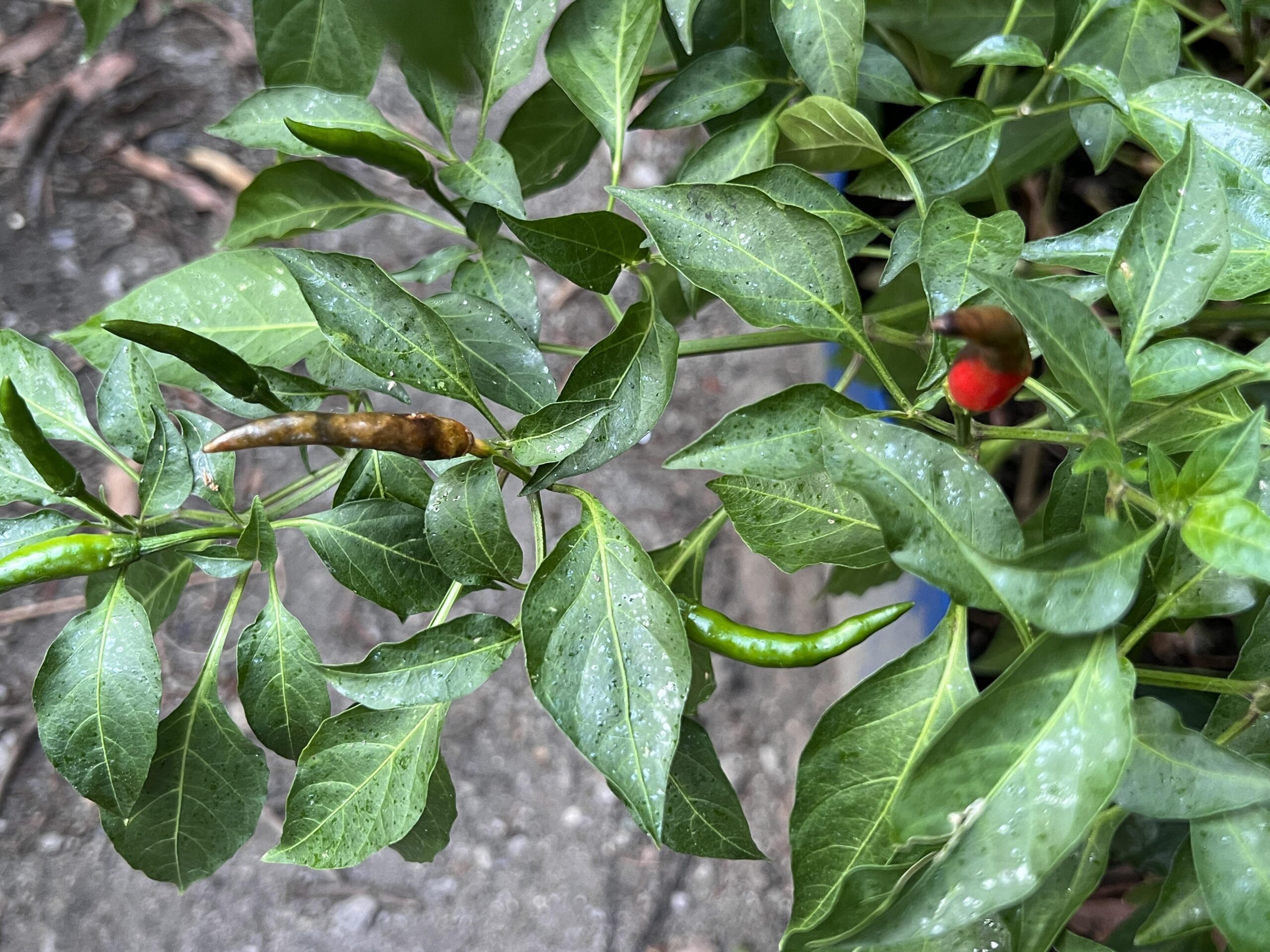 What is wrong with my chilies? The fruits are just rotting away but the ...