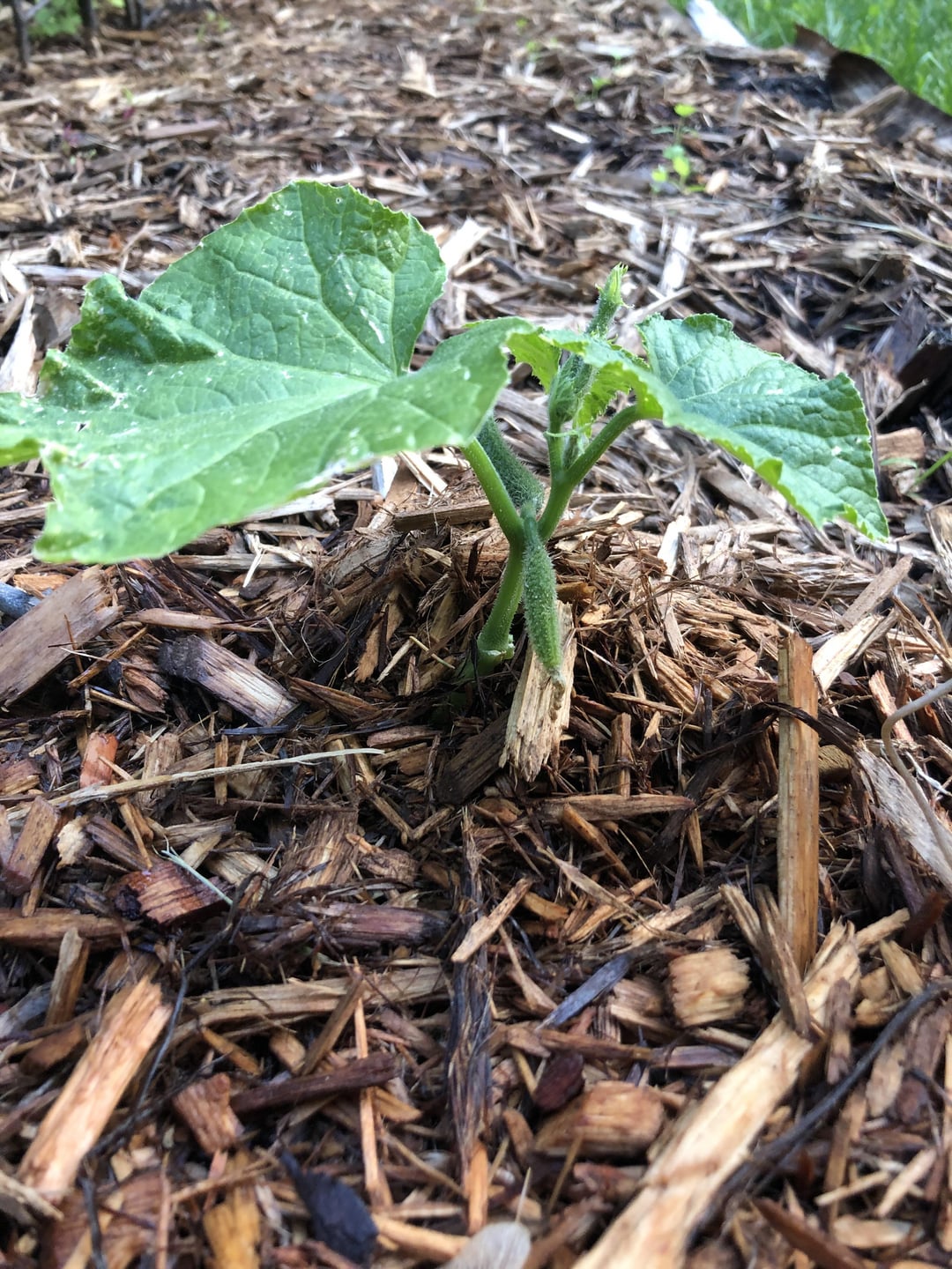 Early cucumber development normal? - Dining and Cooking