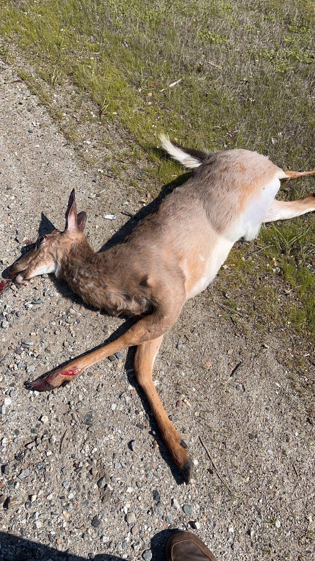 Picked up a roadkill buck today - Dining and Cooking