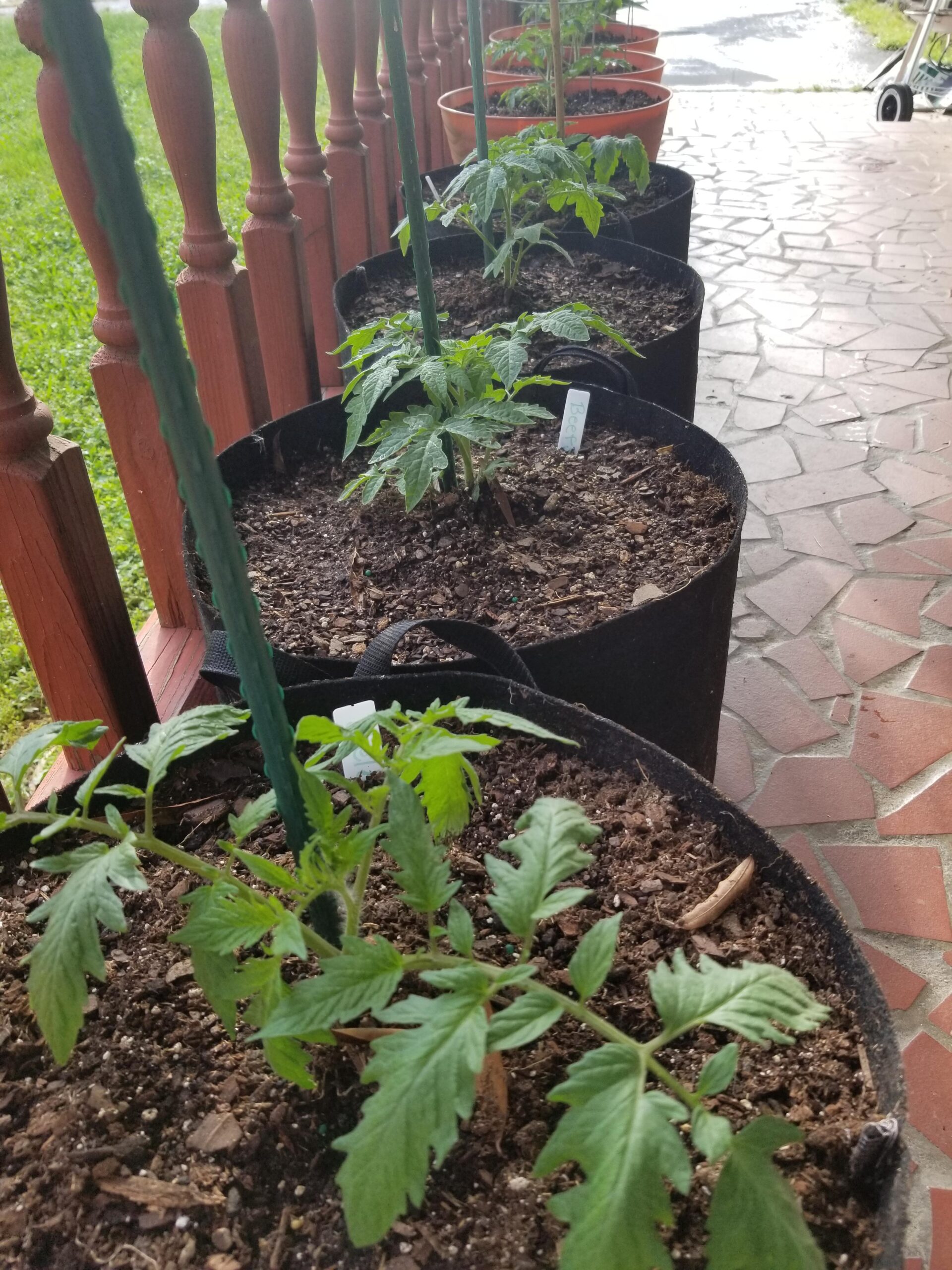 Got a few of my tomatoes planted yesterday - Dining and Cooking