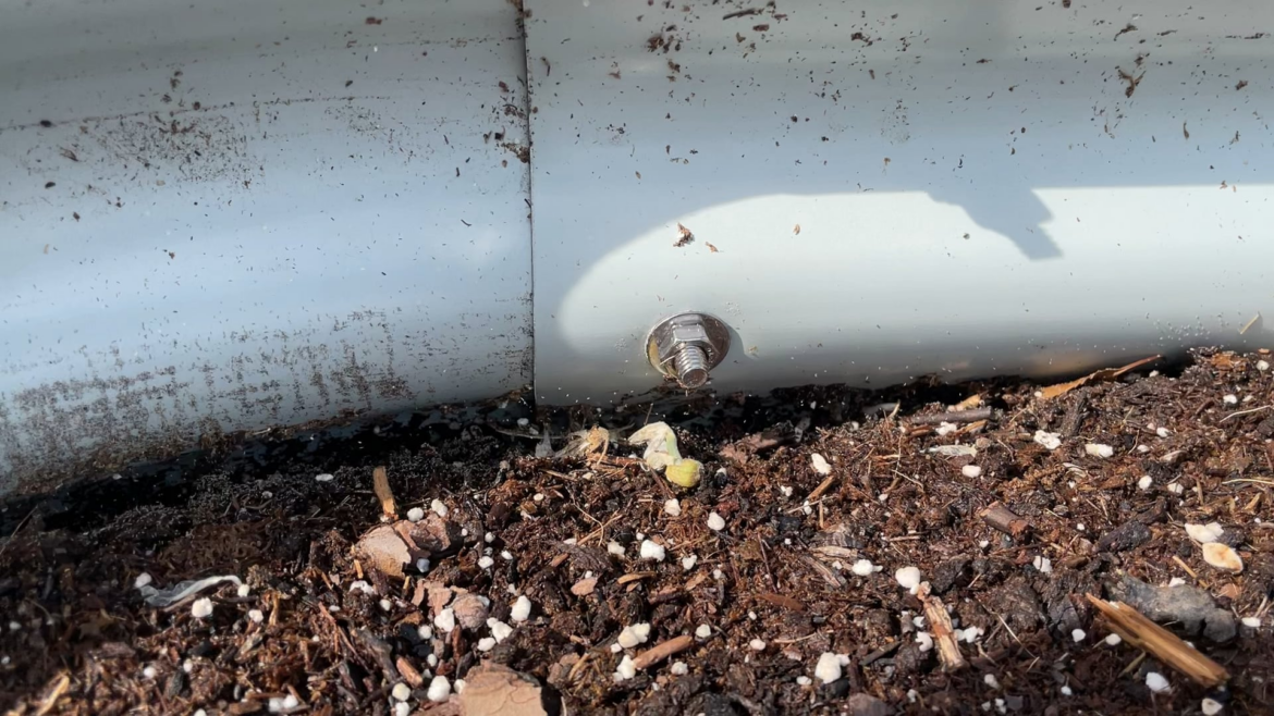 Video: After rain or heavy watering, these tiny bugs jump around like ...