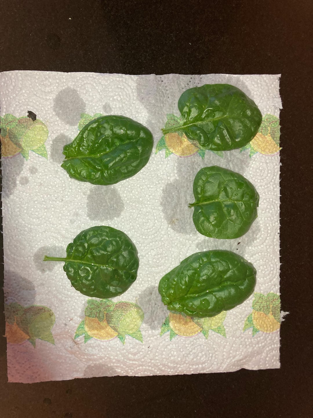 First spinach harvest - Dining and Cooking