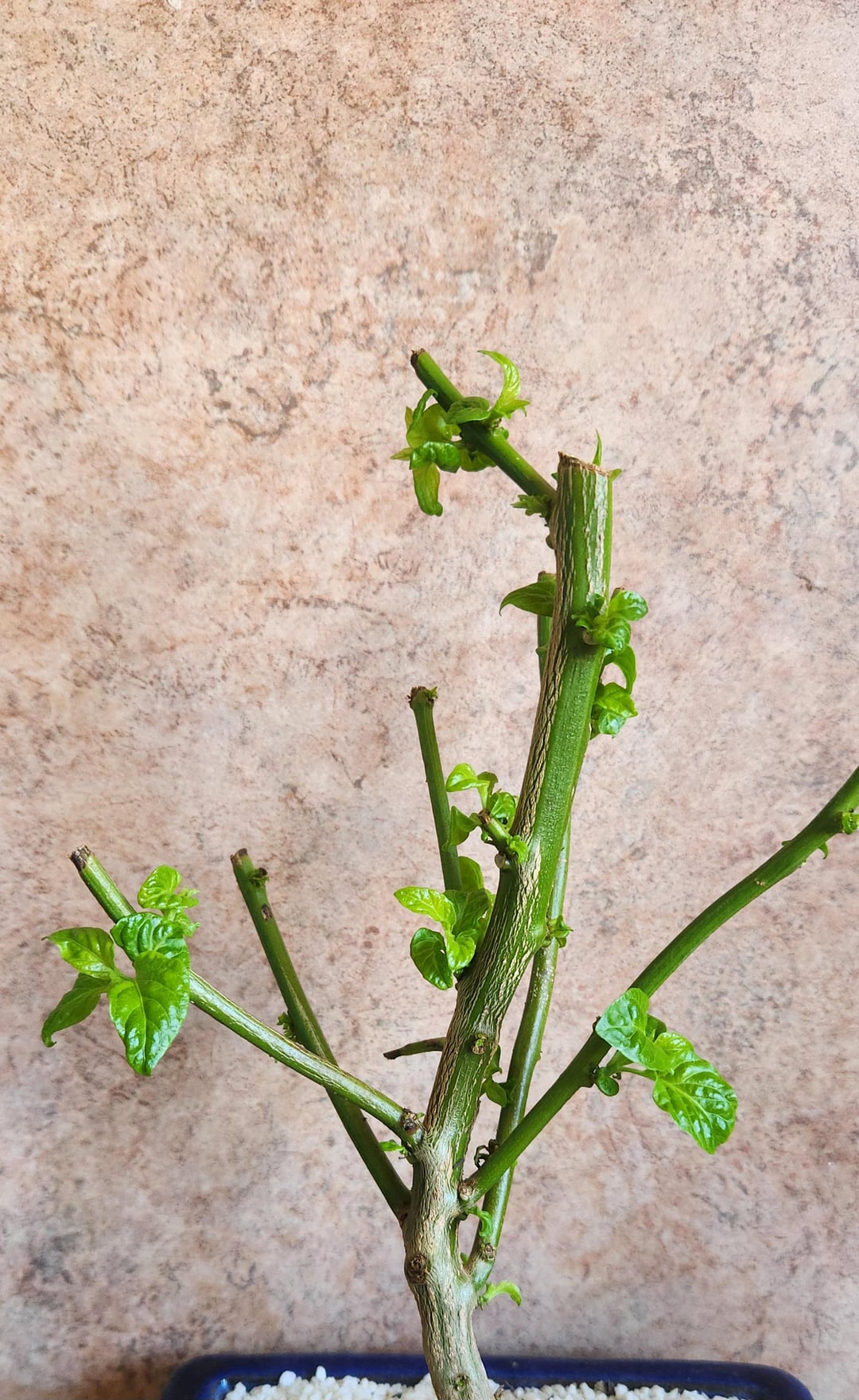 My little Bonchi is alive.. - Dining and Cooking