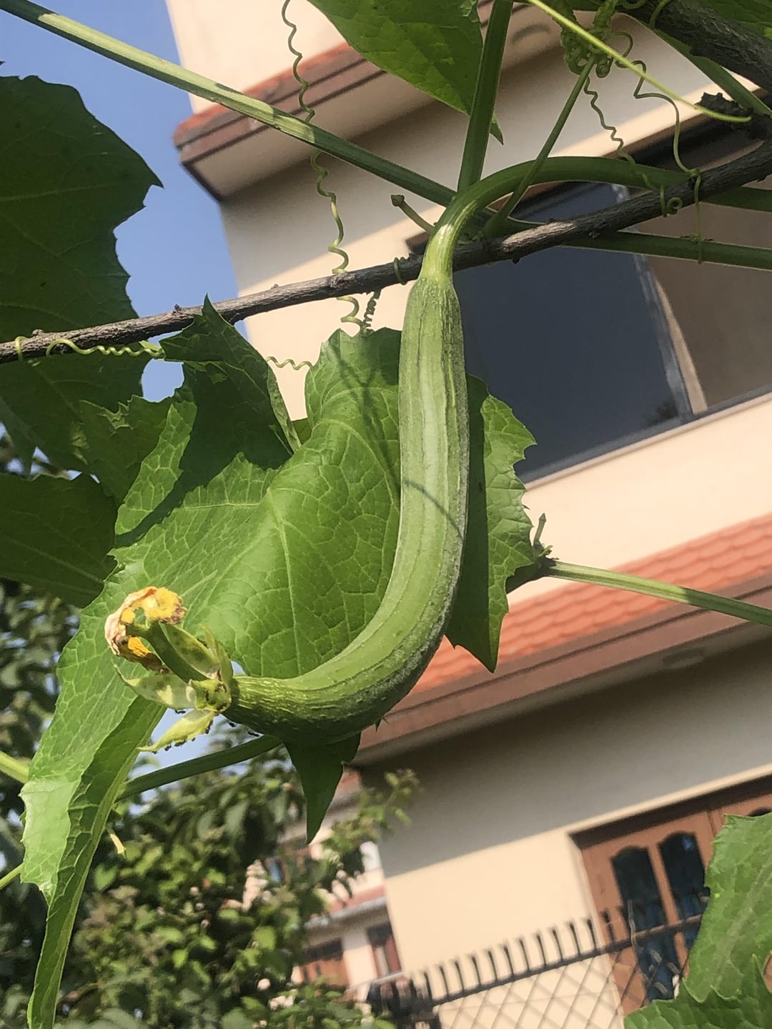 First luffas of this season! - Dining and Cooking