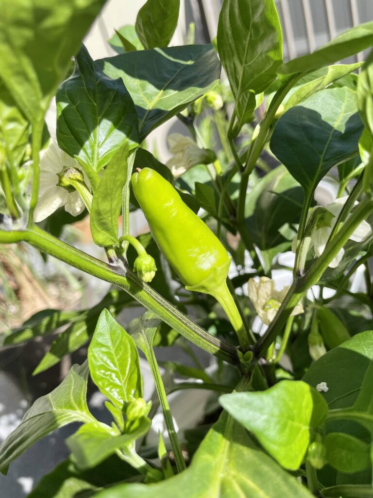 Pepper ID- what pepper is this? - Dining and Cooking