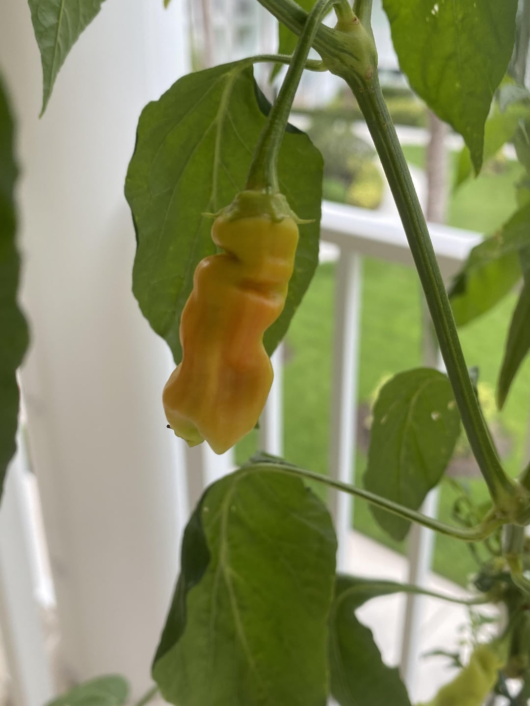 Sugar rush peppers? - Dining and Cooking