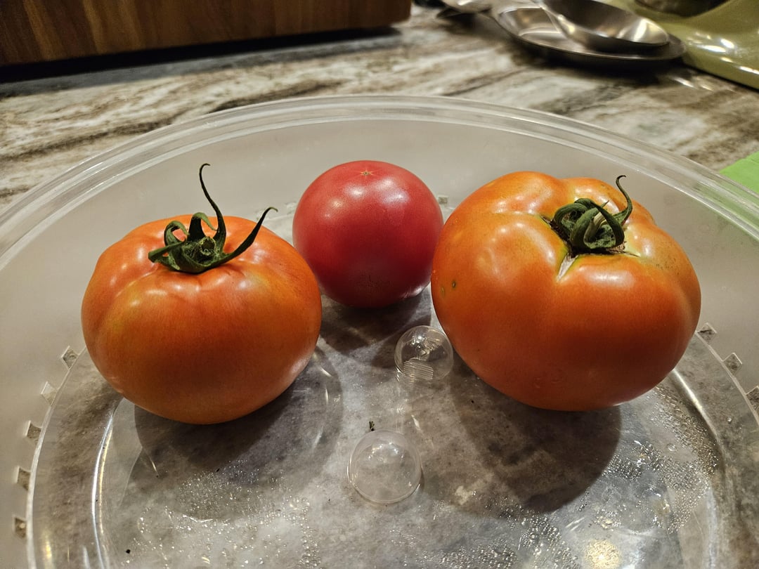 First tomato harvest ever!! - Dining and Cooking