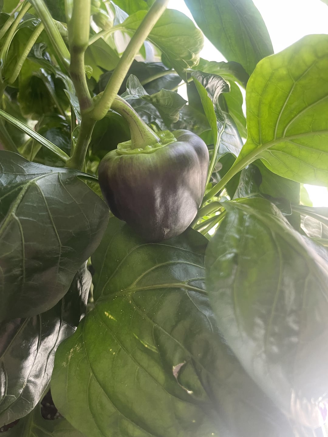 White Sweet Pepper Growing - Dining and Cooking