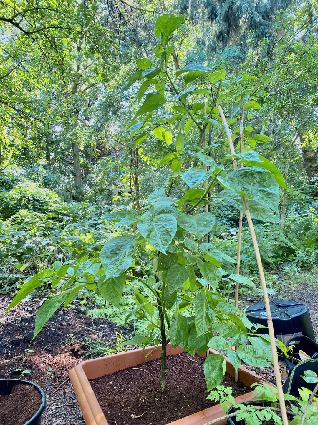 Just wanted to share my Chili-Trees + my little Fresno Pepper Plant ...