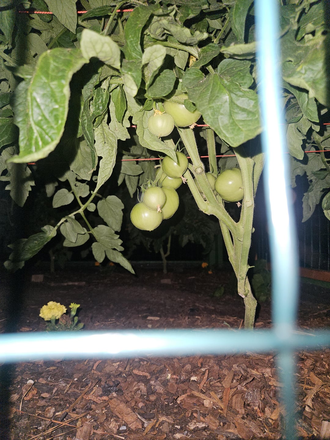 Some photos of developing tomato clusters on my plants - Dining and Cooking