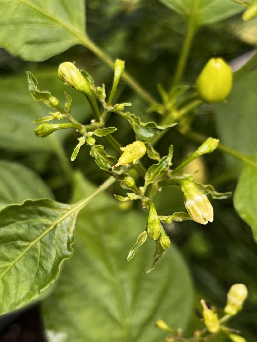 Why are the new growth of pepper leaves shriveling up? - Dining and Cooking