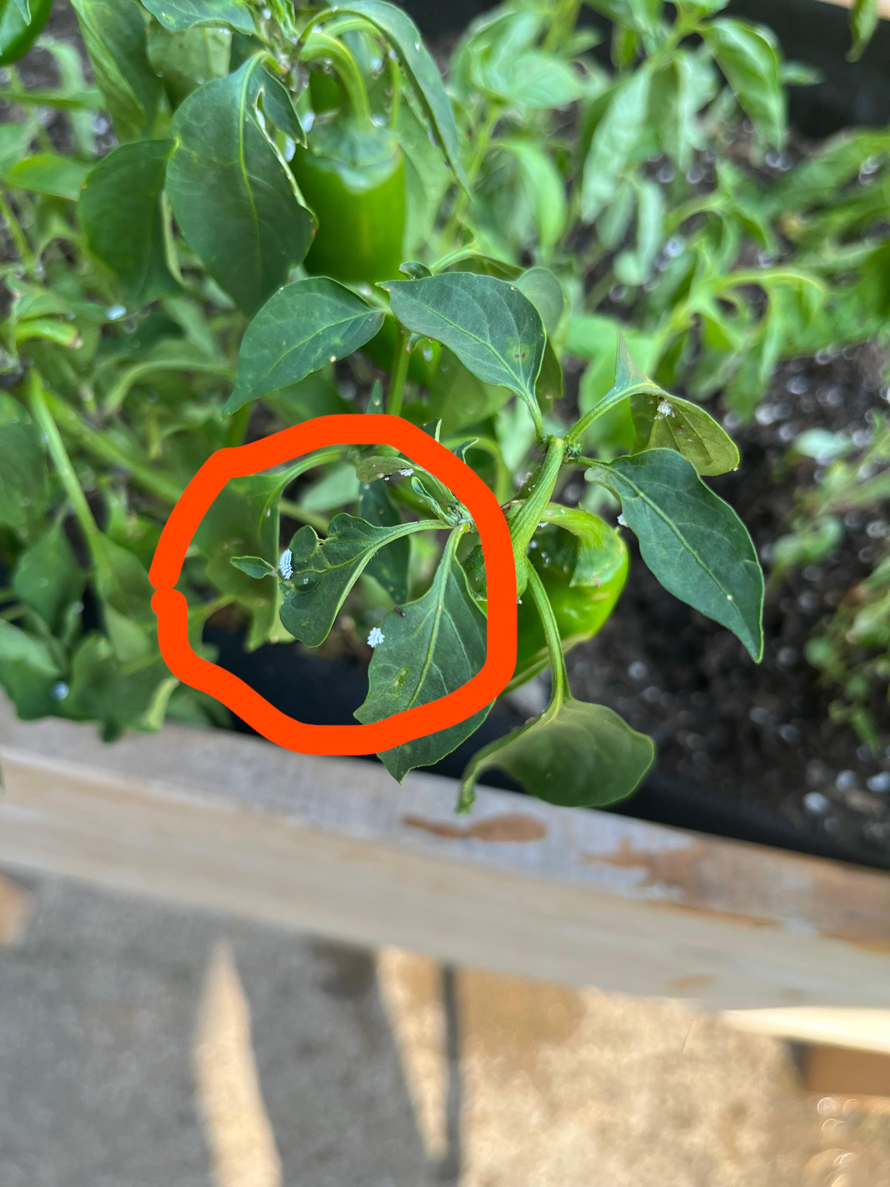 What are these spiky looking bugs? - Dining and Cooking