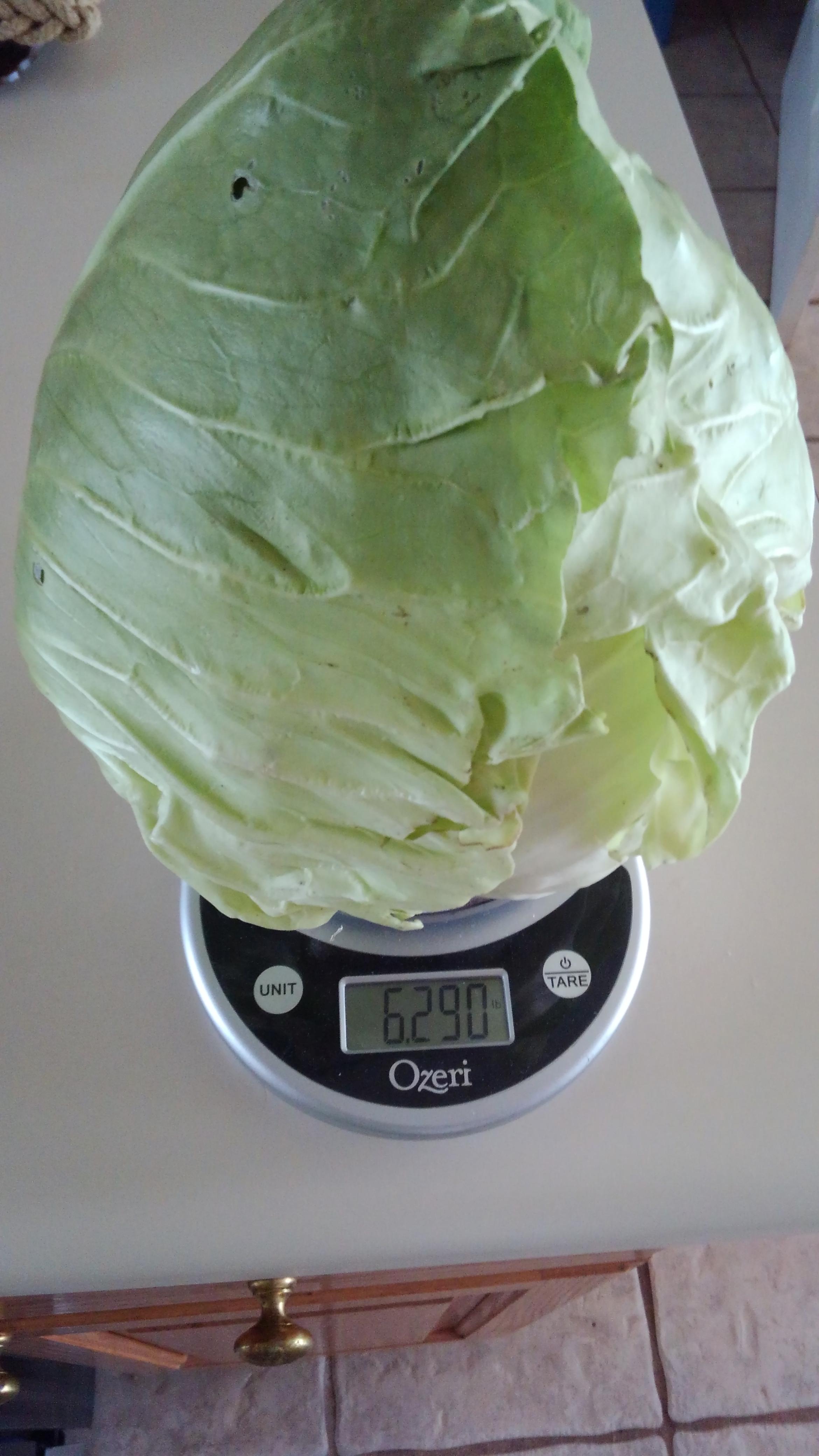 Last cabbage of the spring season... Scale for scale. - Dining and Cooking