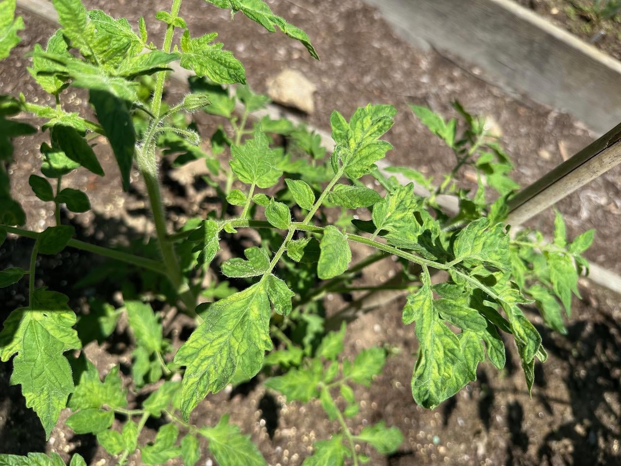 What is causing the mottling on the leaves of this tomato plant? Is ...
