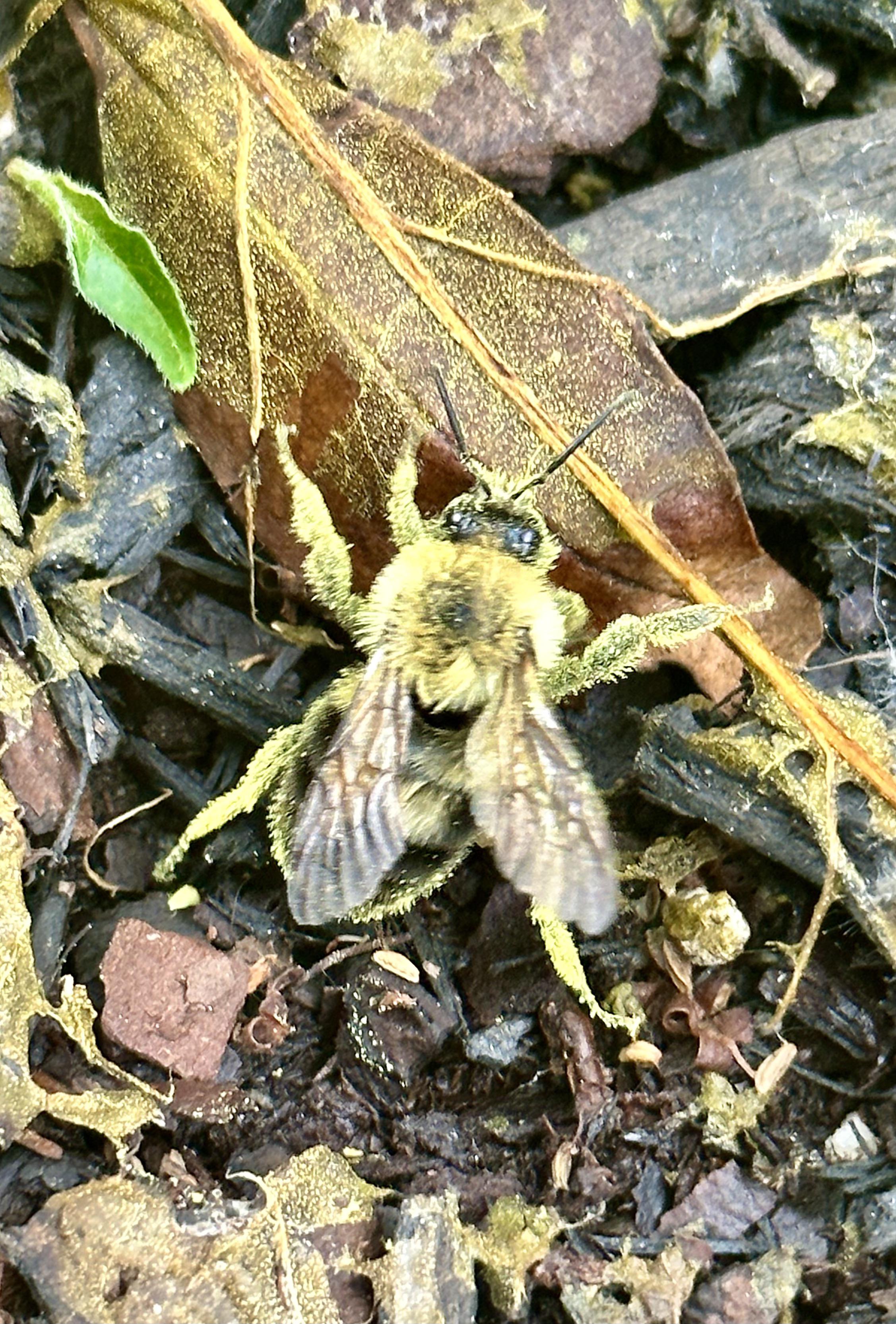 This bee in my peppers is positively drunk on pollen - Dining and Cooking