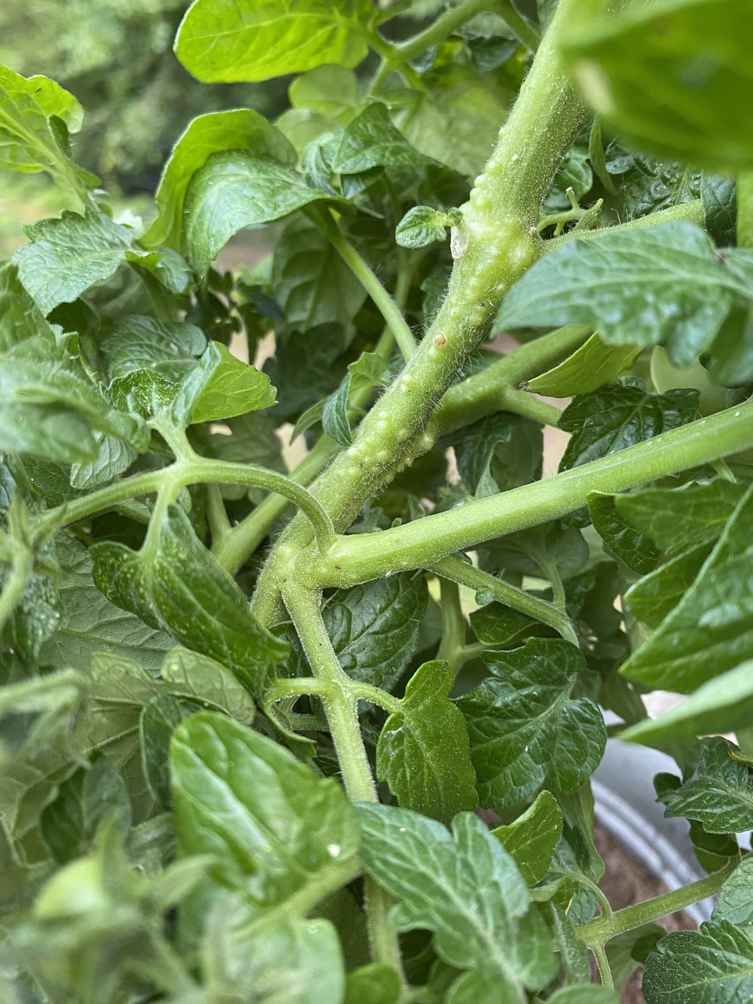 What are these bumps on my tomato plants? - Dining and Cooking