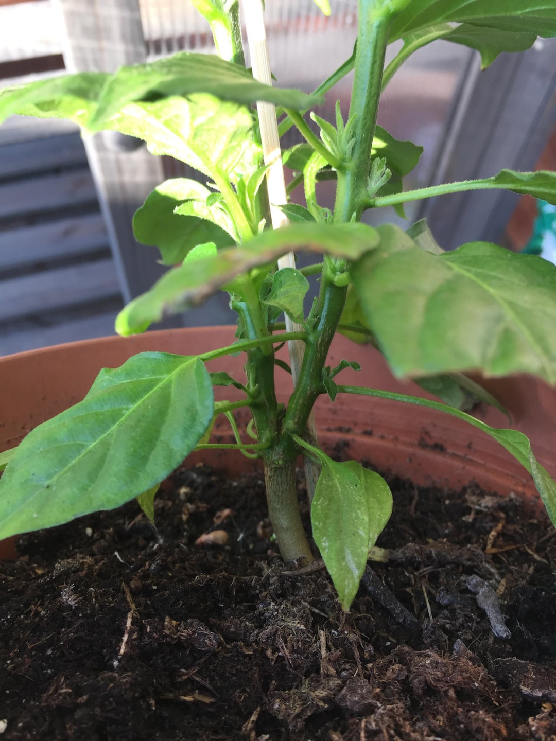Is this unusual? Two main stems on Habanero plant. - Dining and Cooking
