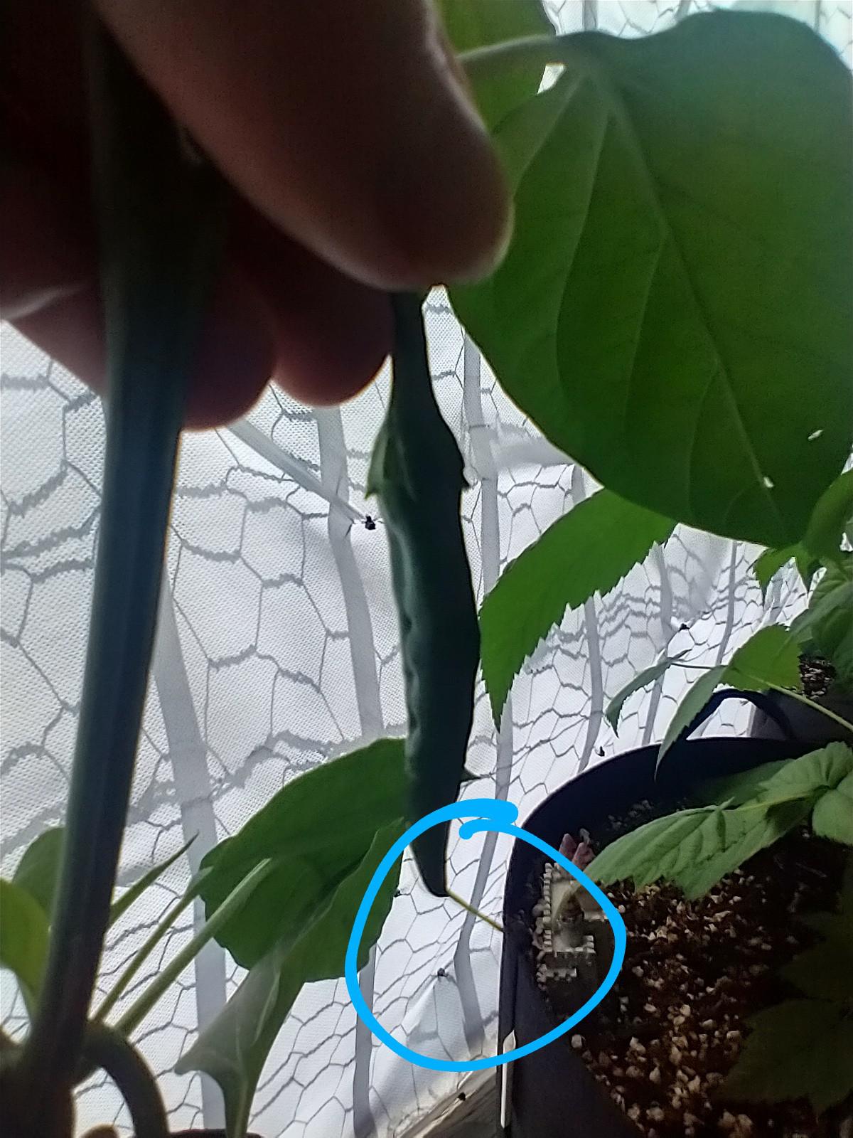 What is this part called and what does it do for the pepper? - Dining ...