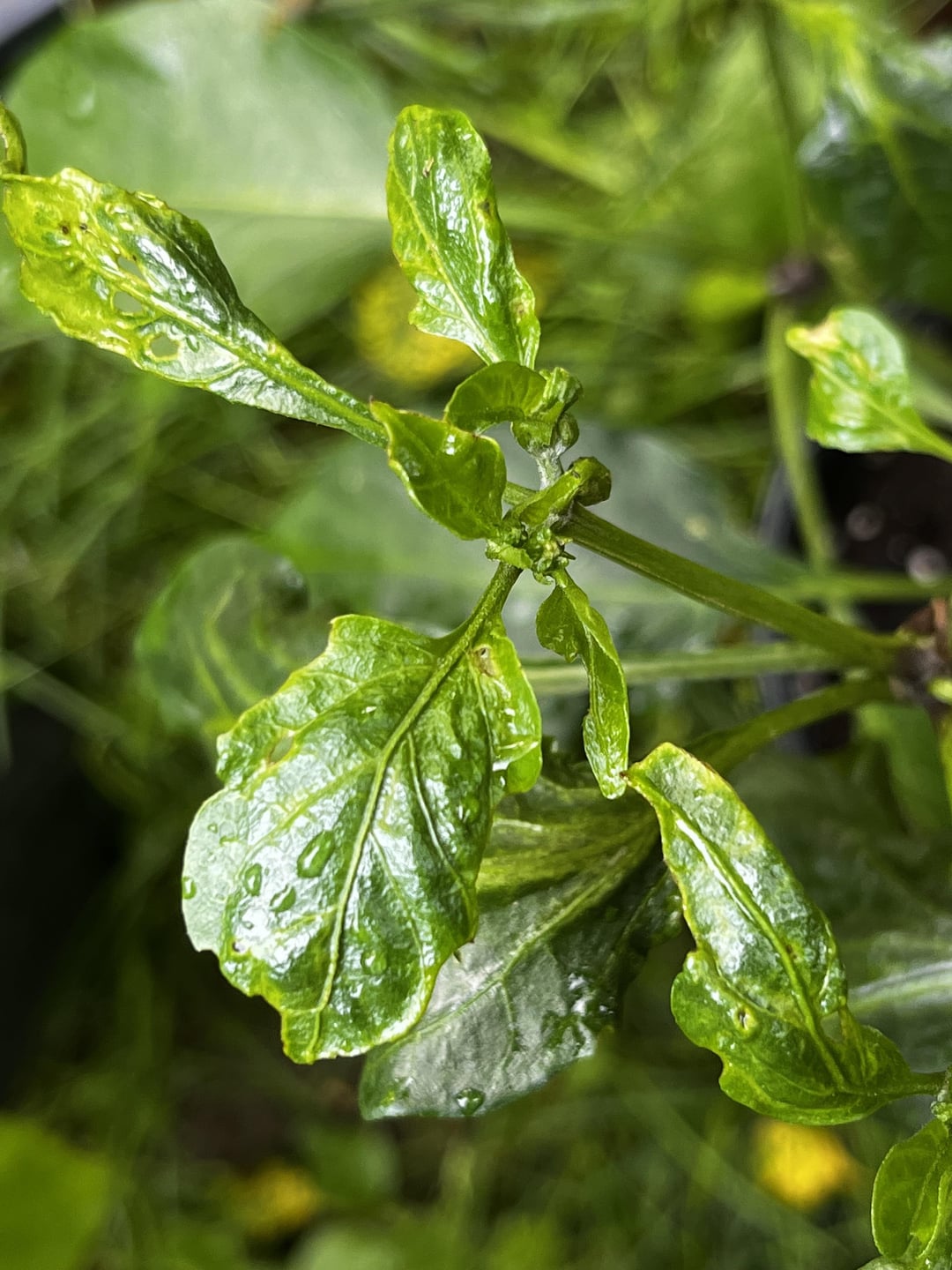 Why are the new growth of pepper leaves shriveling up? - Dining and Cooking