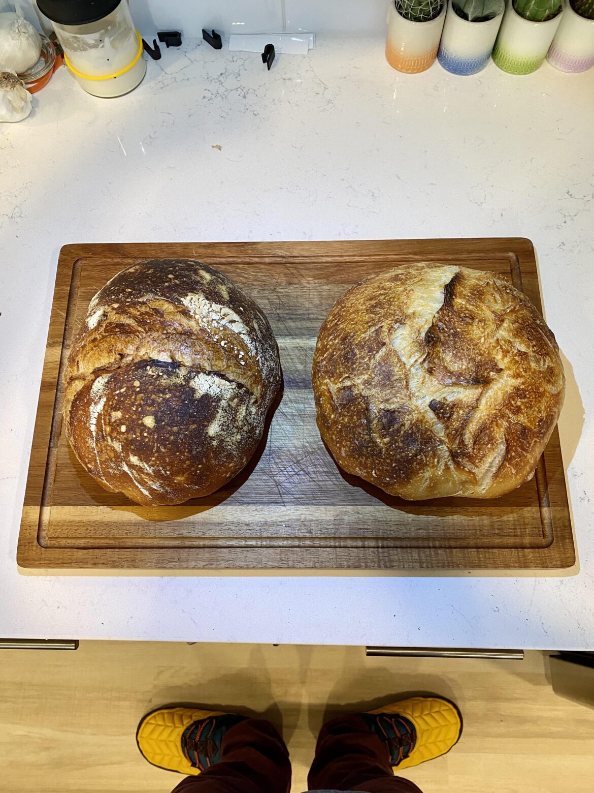 Experimented with autolysing one and not the other. Can you guess which ...