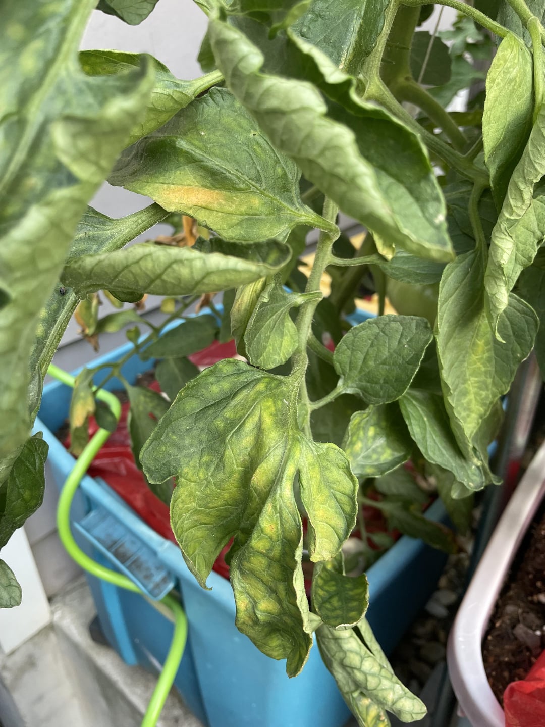 Help solving these sick plants? - Dining and Cooking