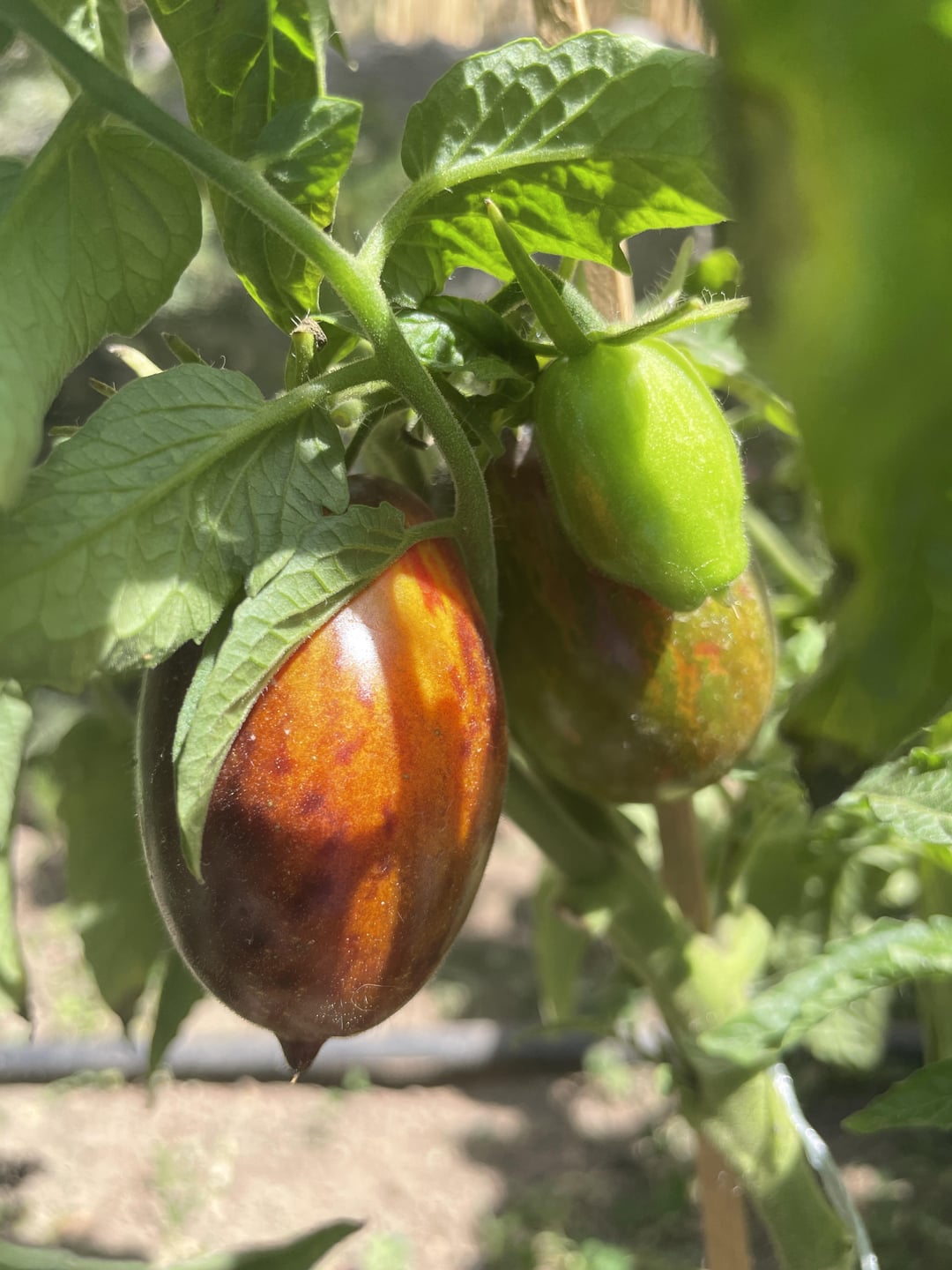 Shadow boxing dwarf variety is so beautiful! - Dining and Cooking