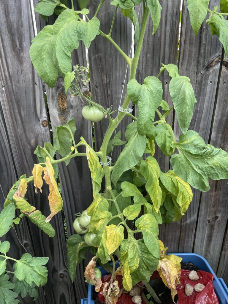 Help Solving These Sick Plants Dining And Cooking