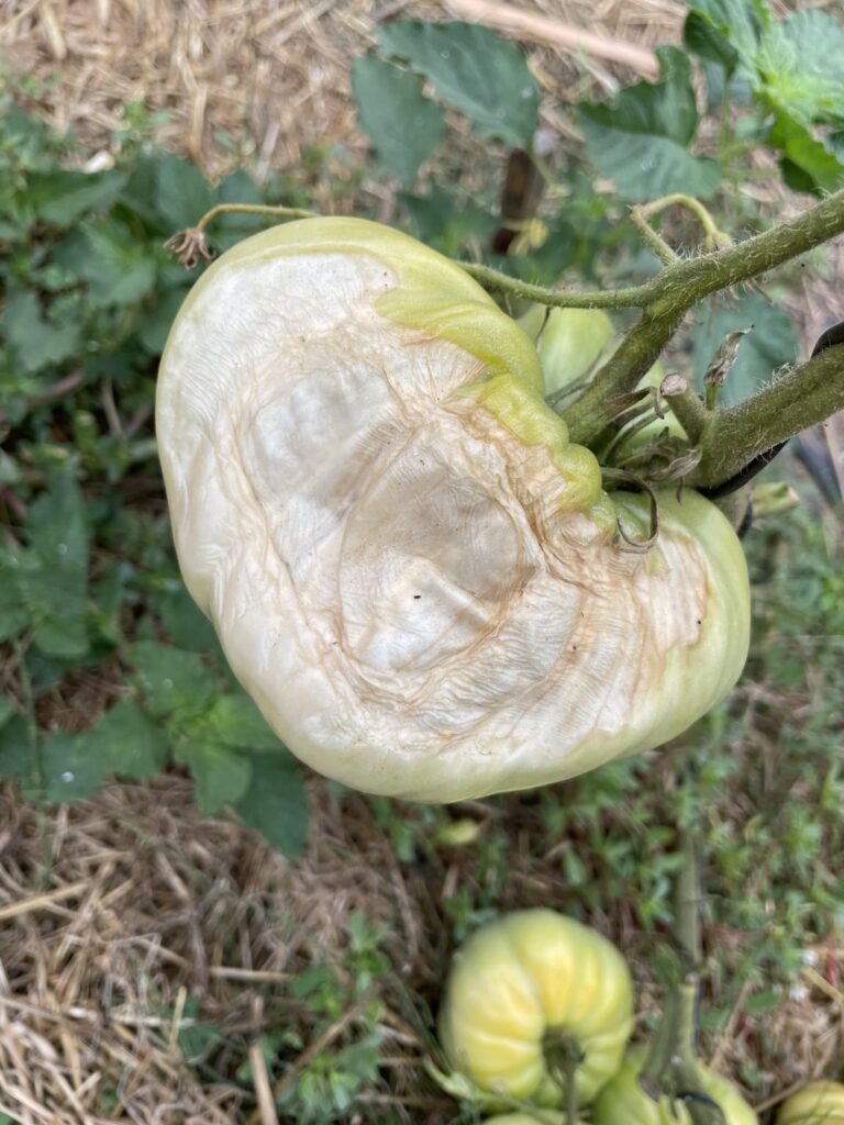 Squishy tomatoes - Dining and Cooking