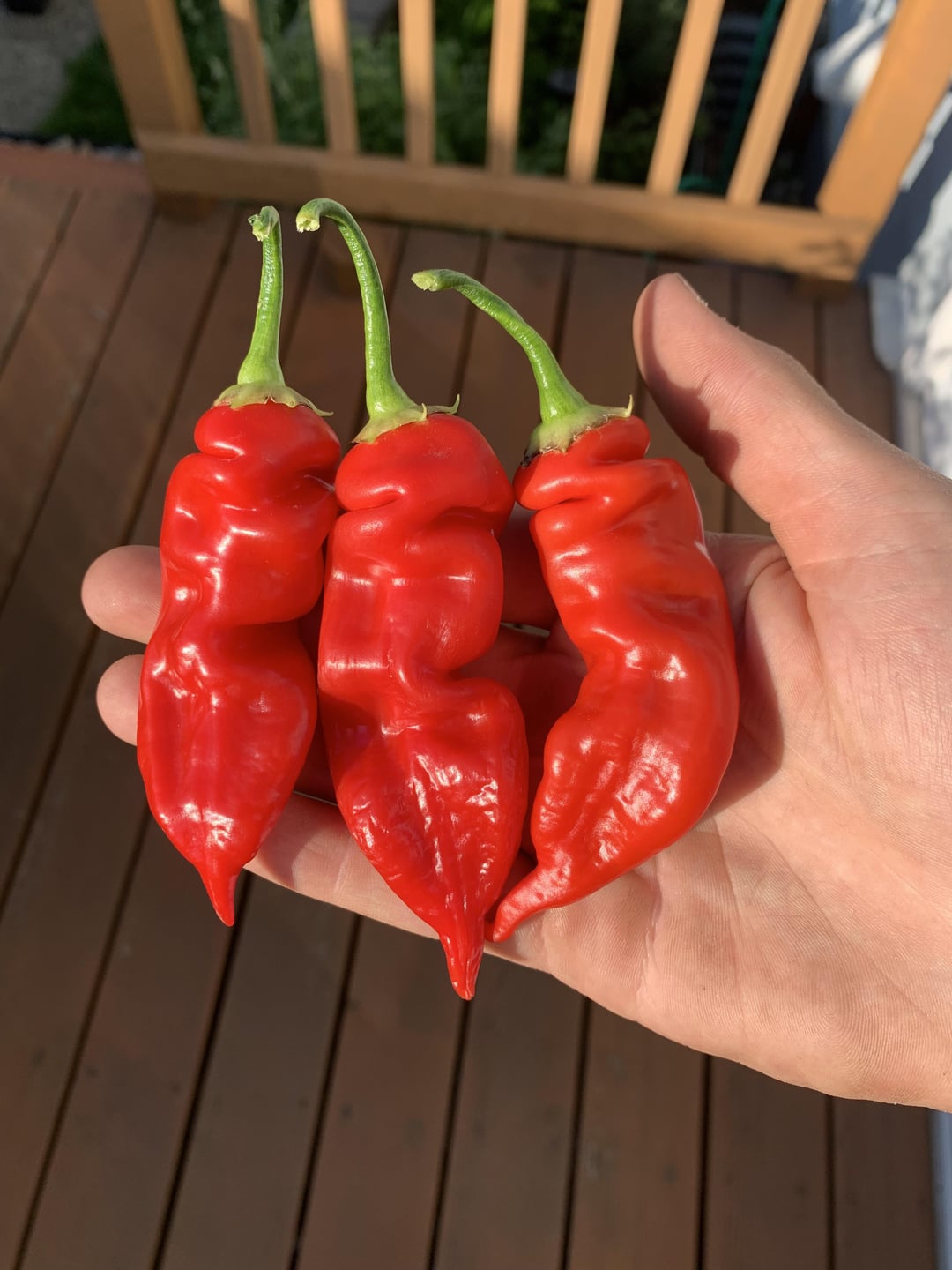 Sugar rush stripey, Red and Peach - Dining and Cooking