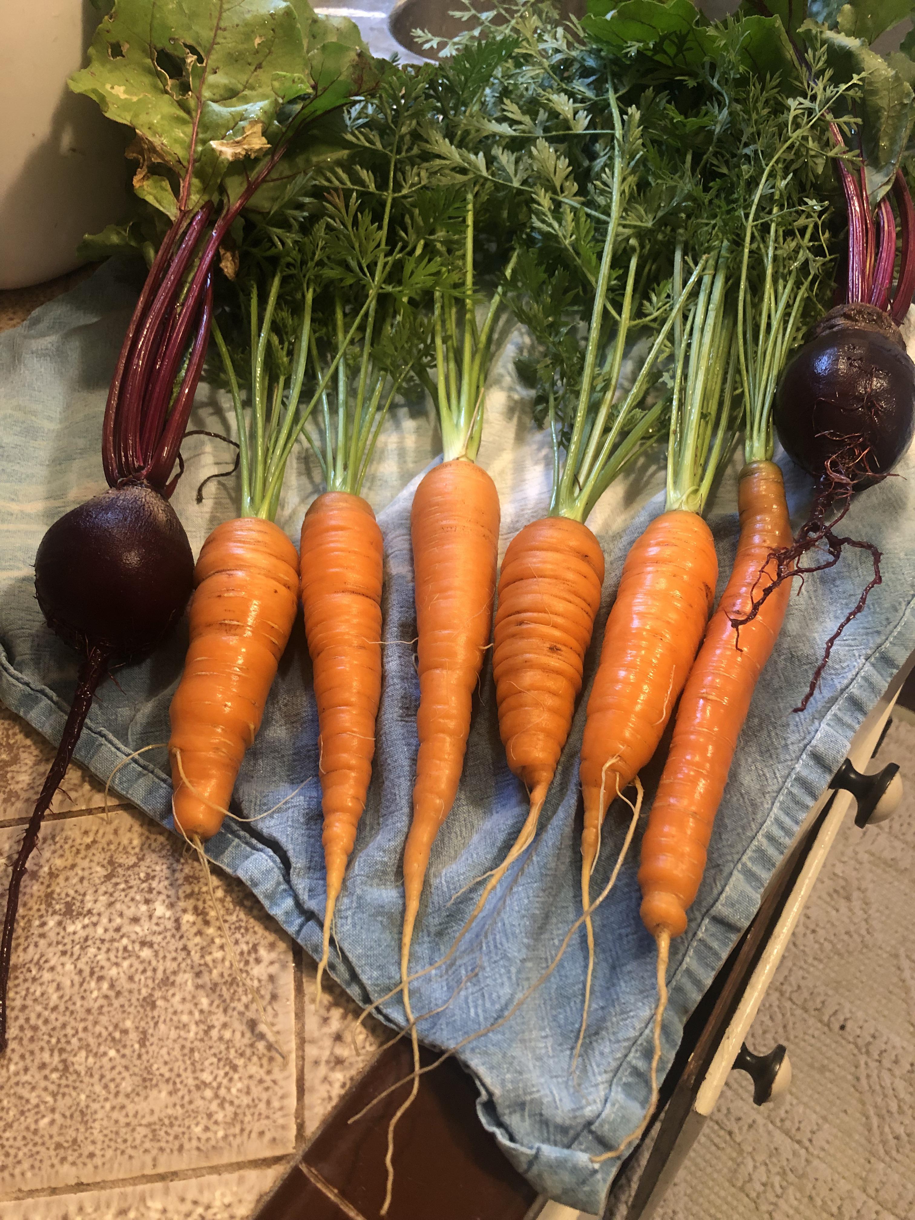 After three years of trying- I finally grew beautiful carrots! - Dining ...