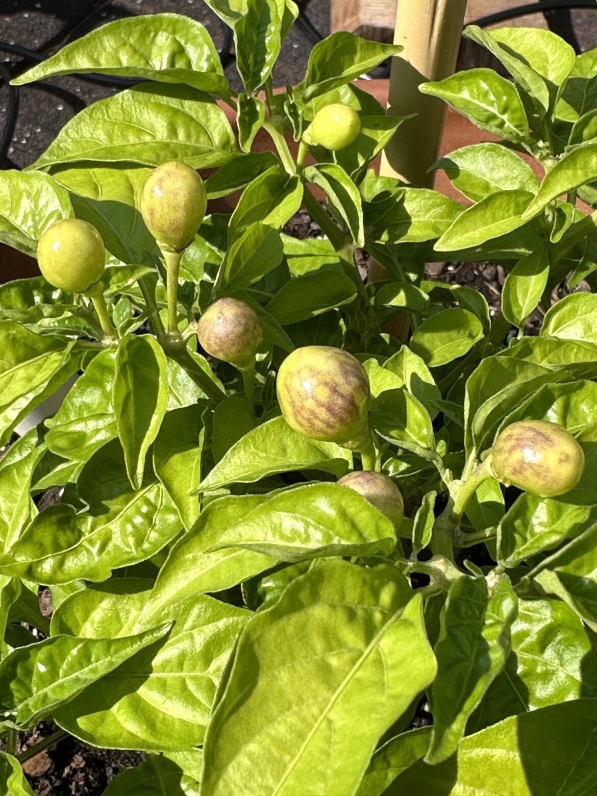 My wiri wiri peppers look like the aliens from Mars Attacks - Dining ...