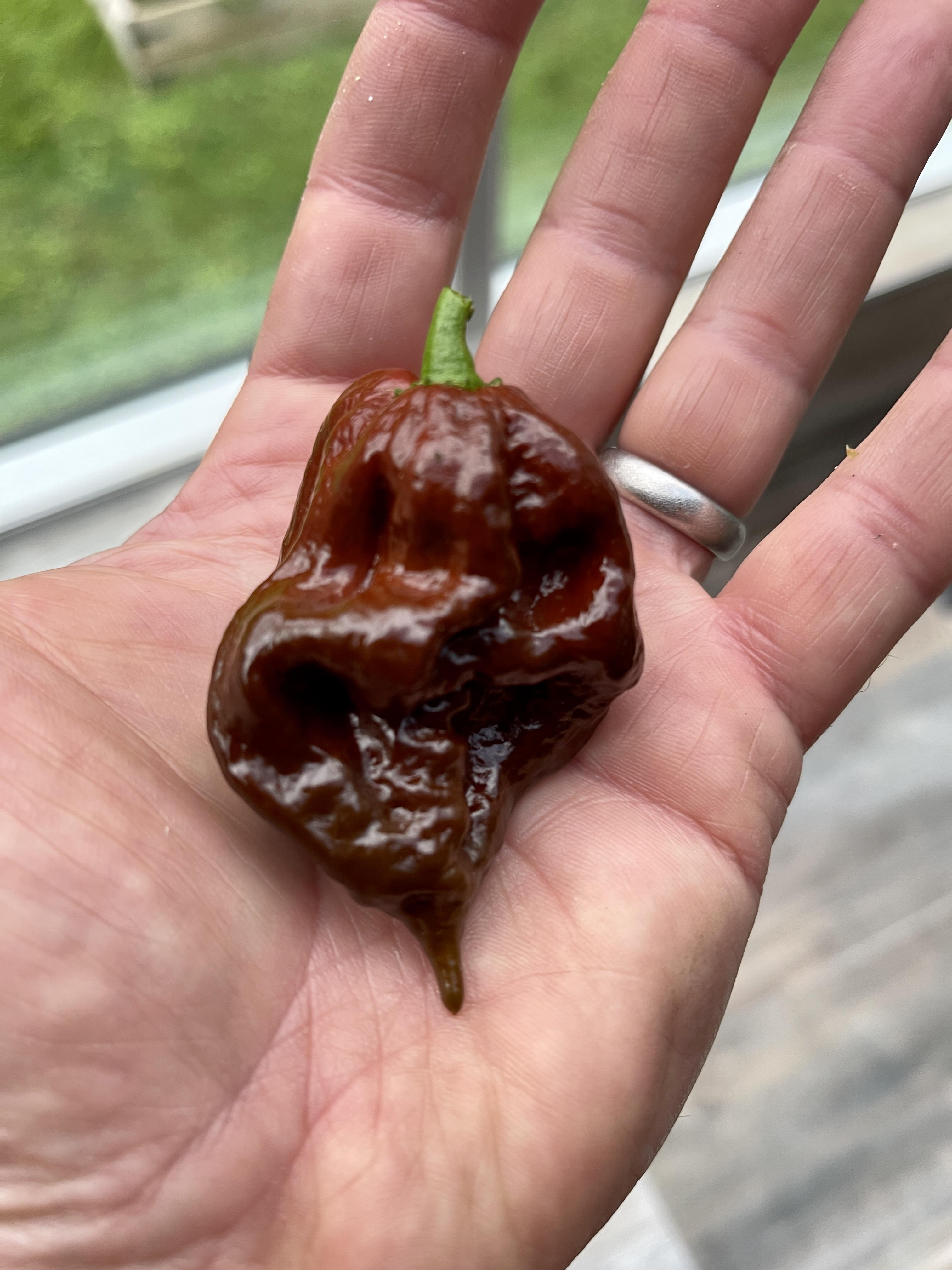 My first ever homegrown Chocolate Trinidad Scorpion looks like Ghost ...