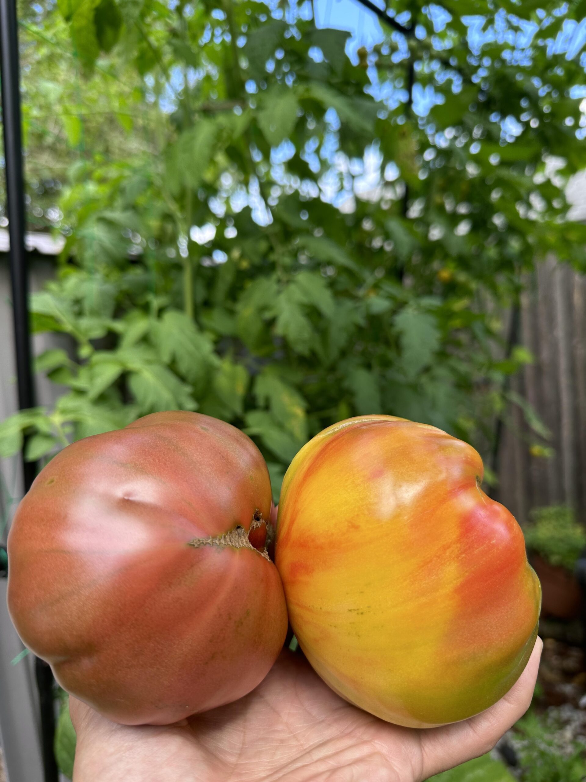 Cherokee purple and striped German coming in now - Dining and Cooking