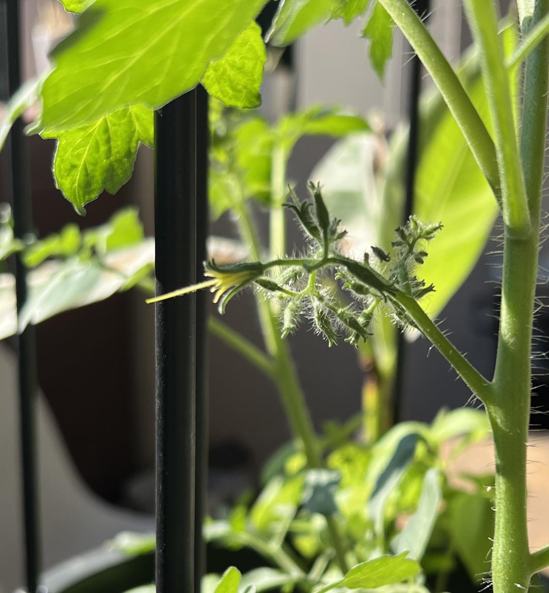My tomato plant is starting to flower, is it normal for the pistil to ...