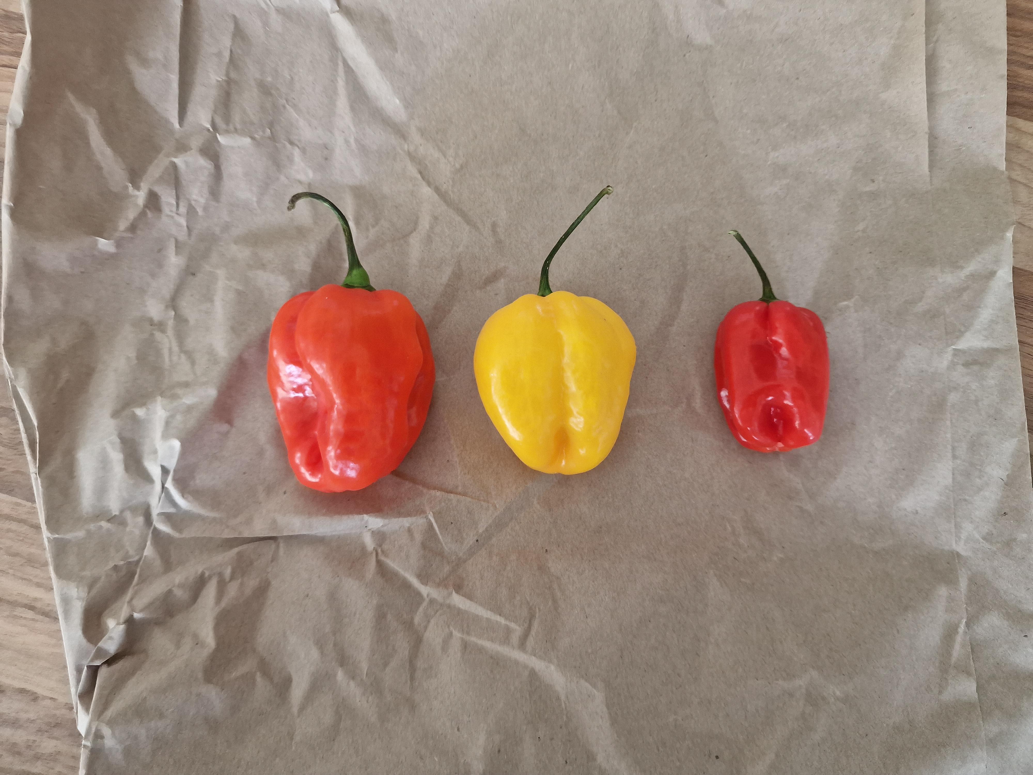 New here. I got some scotch bonnets today. What should I do with them ...