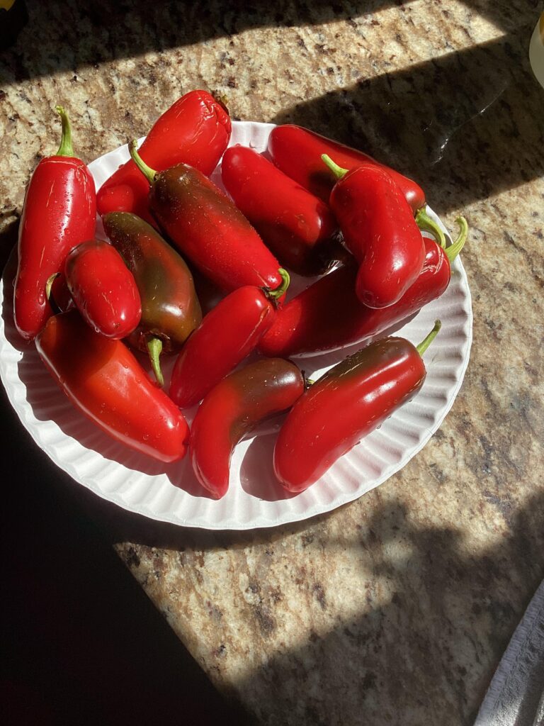 Jalapeños are Ripe & Ready! - Dining and Cooking