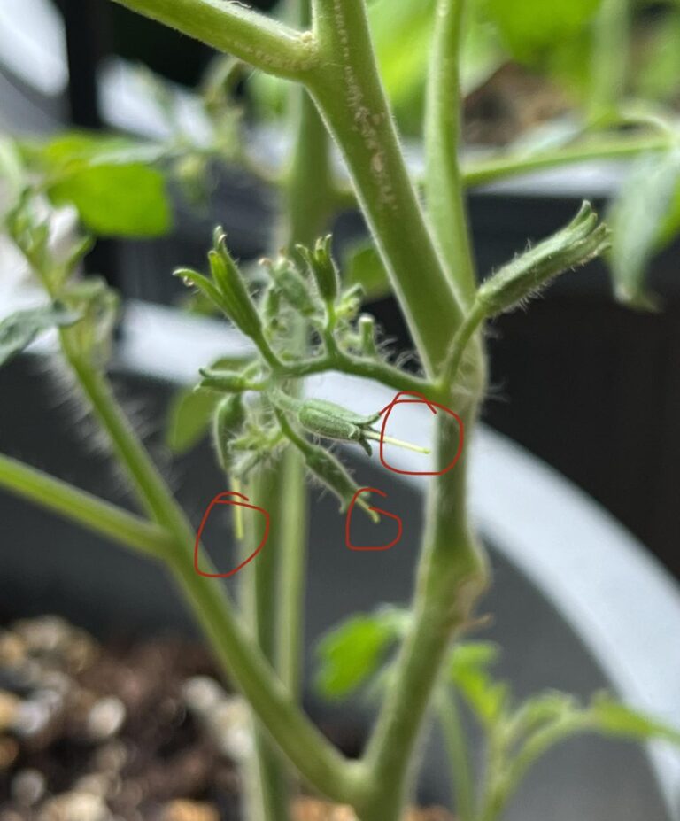 My tomato plant is starting to flower, is it normal for the pistil to ...