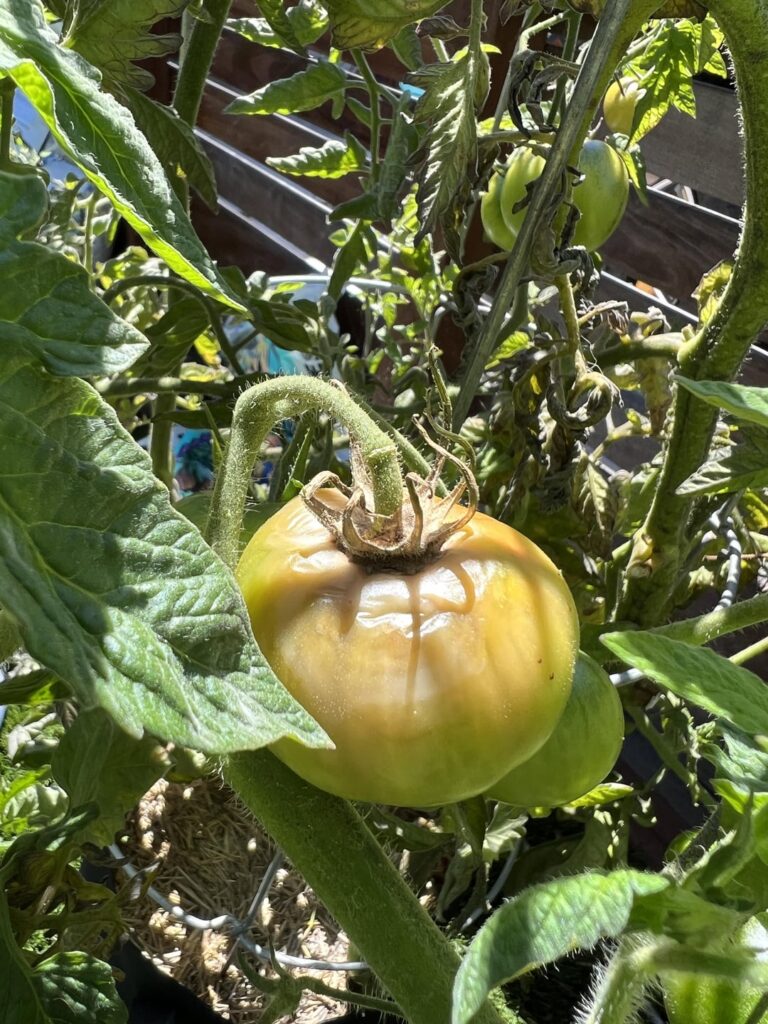 Rot on the stem end and some defoliation. Late Blight? - Dining and Cooking