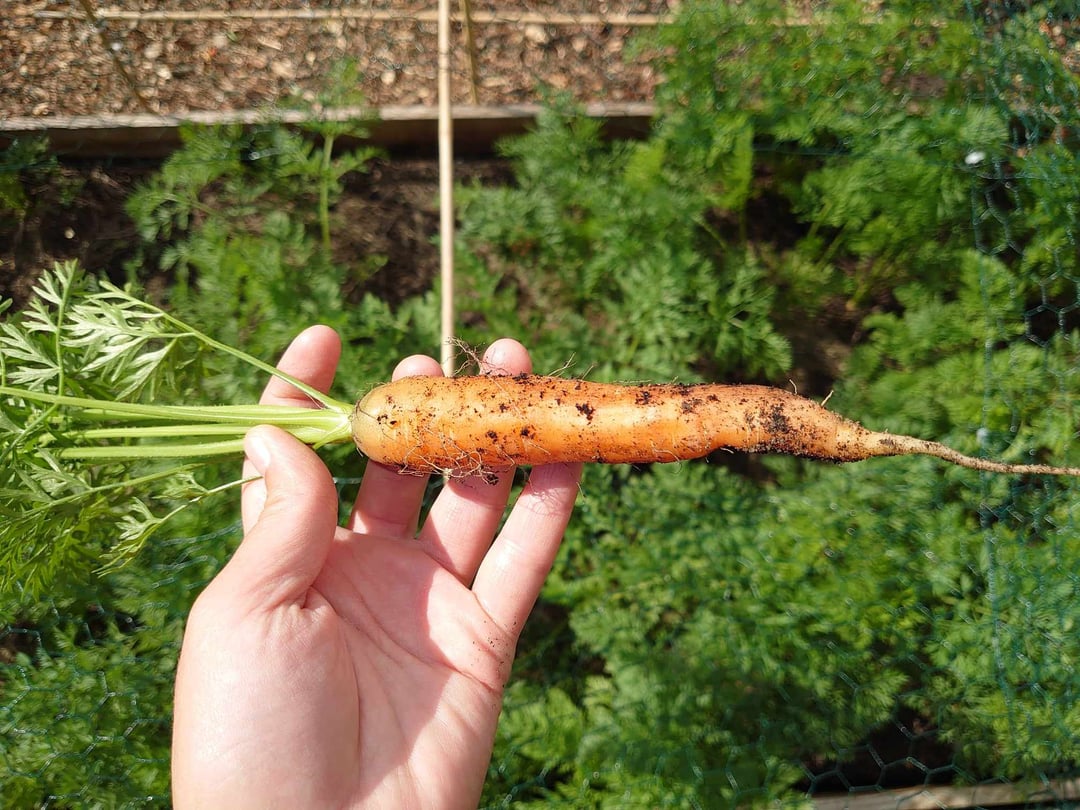 This year's carrot harvest: a story of hope, vicious foes, resilience ...