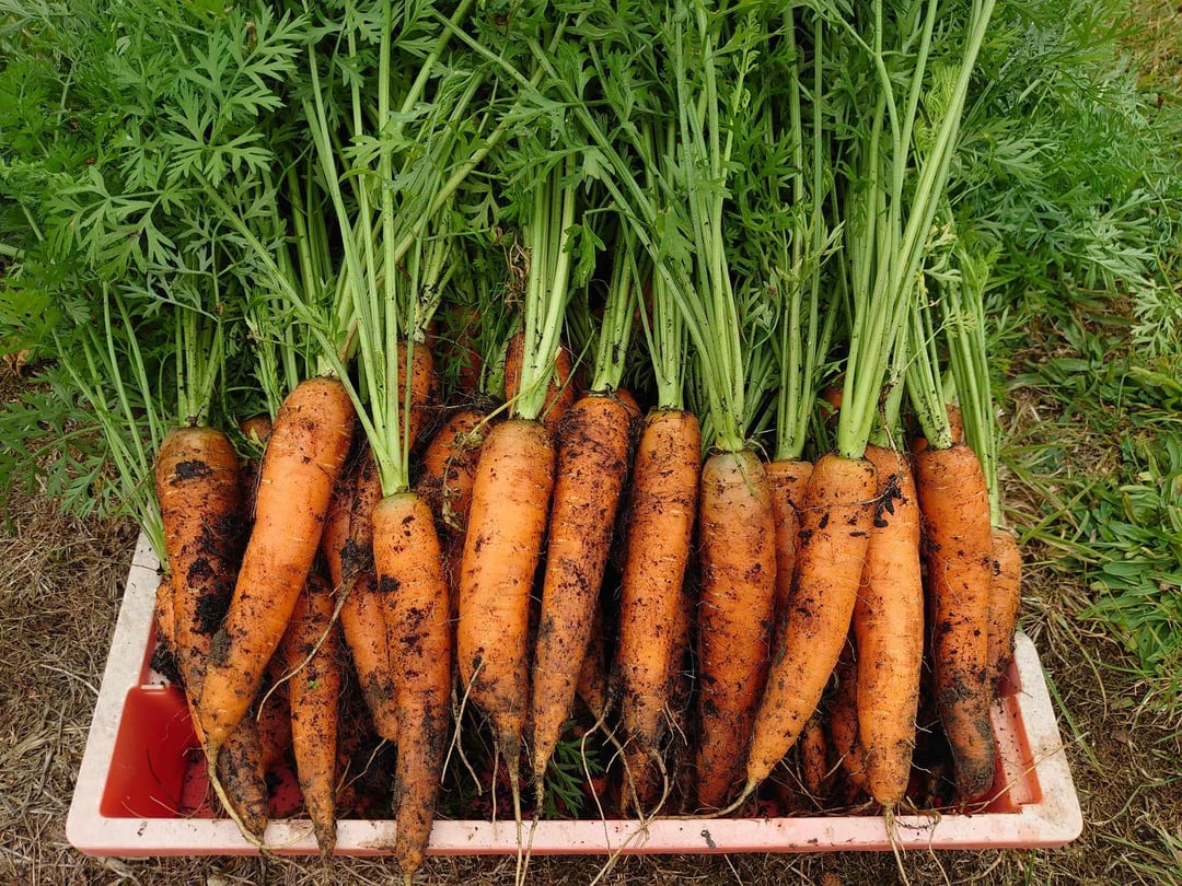 This year's carrot harvest: a story of hope, vicious foes, resilience ...