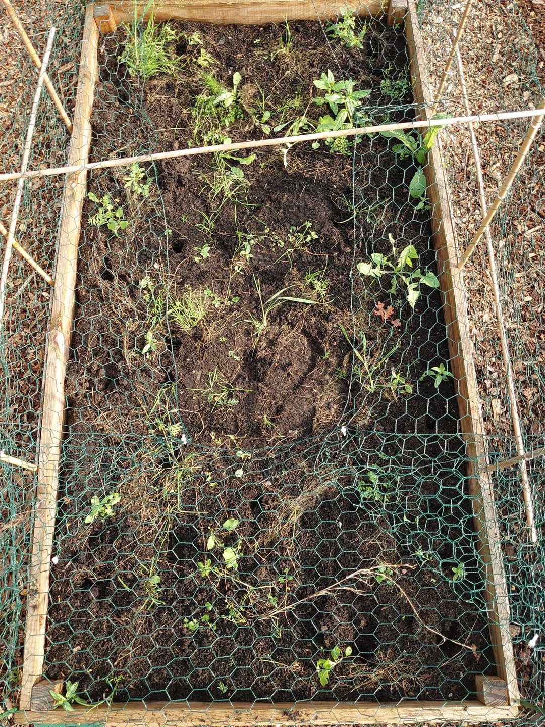 This year's carrot harvest: a story of hope, vicious foes, resilience ...
