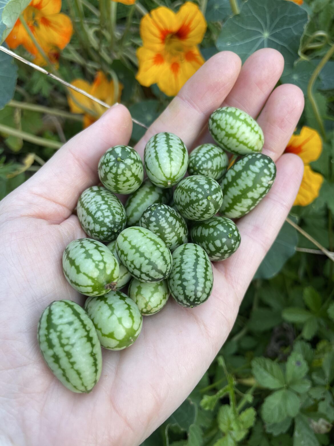 What was your favourite crop this year? A new addition to my garden ...