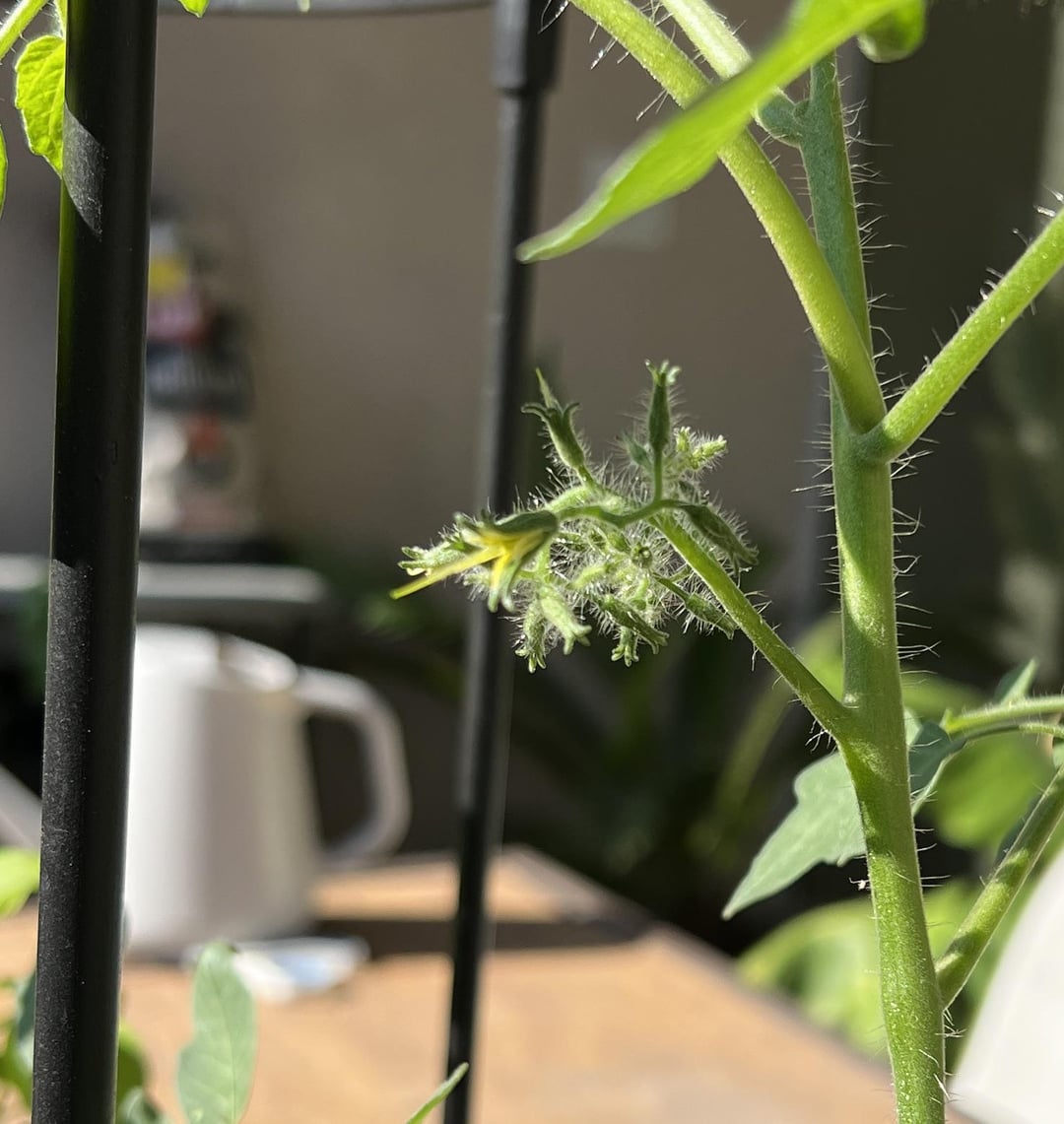 My tomato plant is starting to flower, is it normal for the pistil to ...